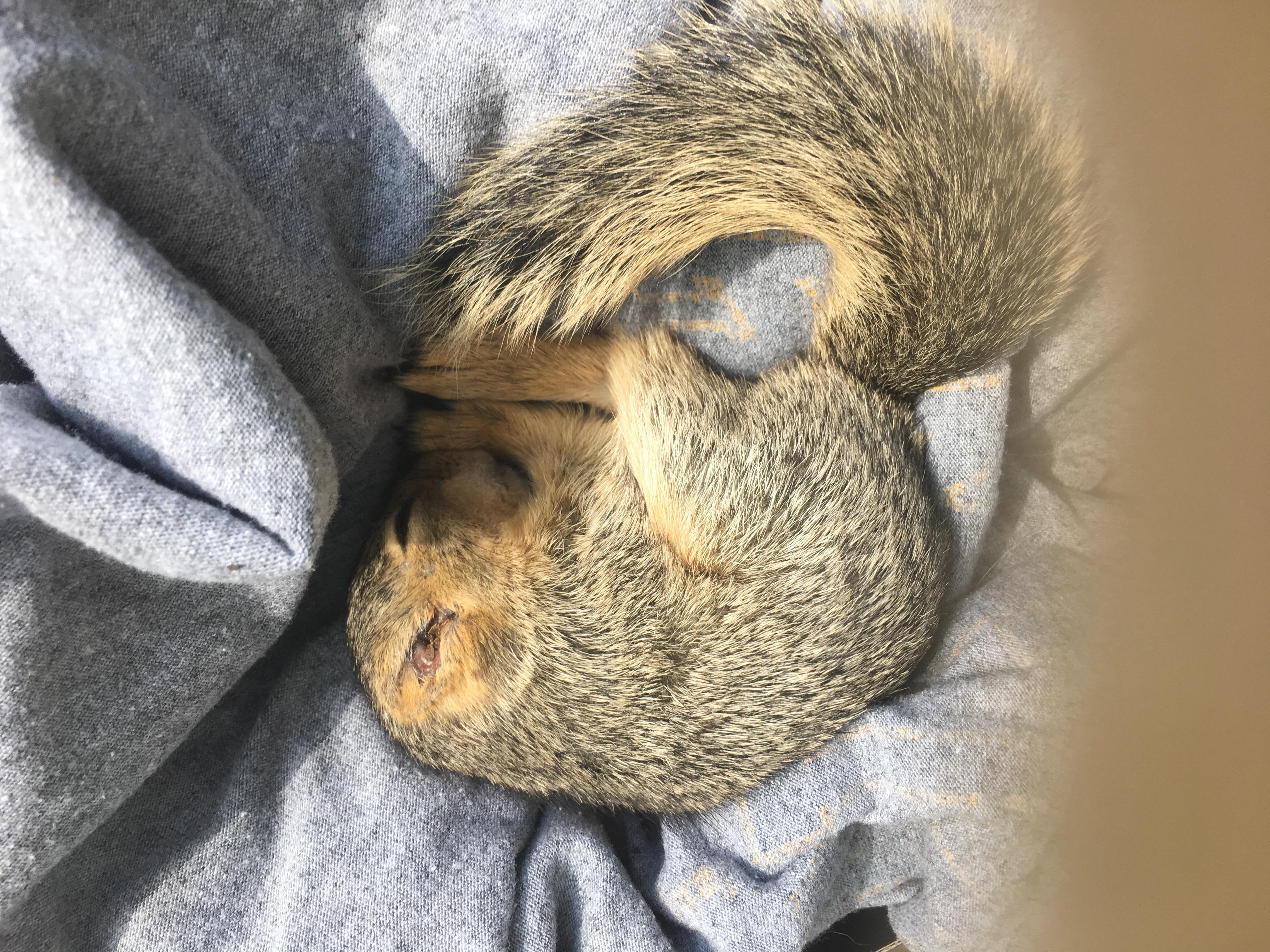Found an injured baby squirrel? Learn how to help it now! | Petco