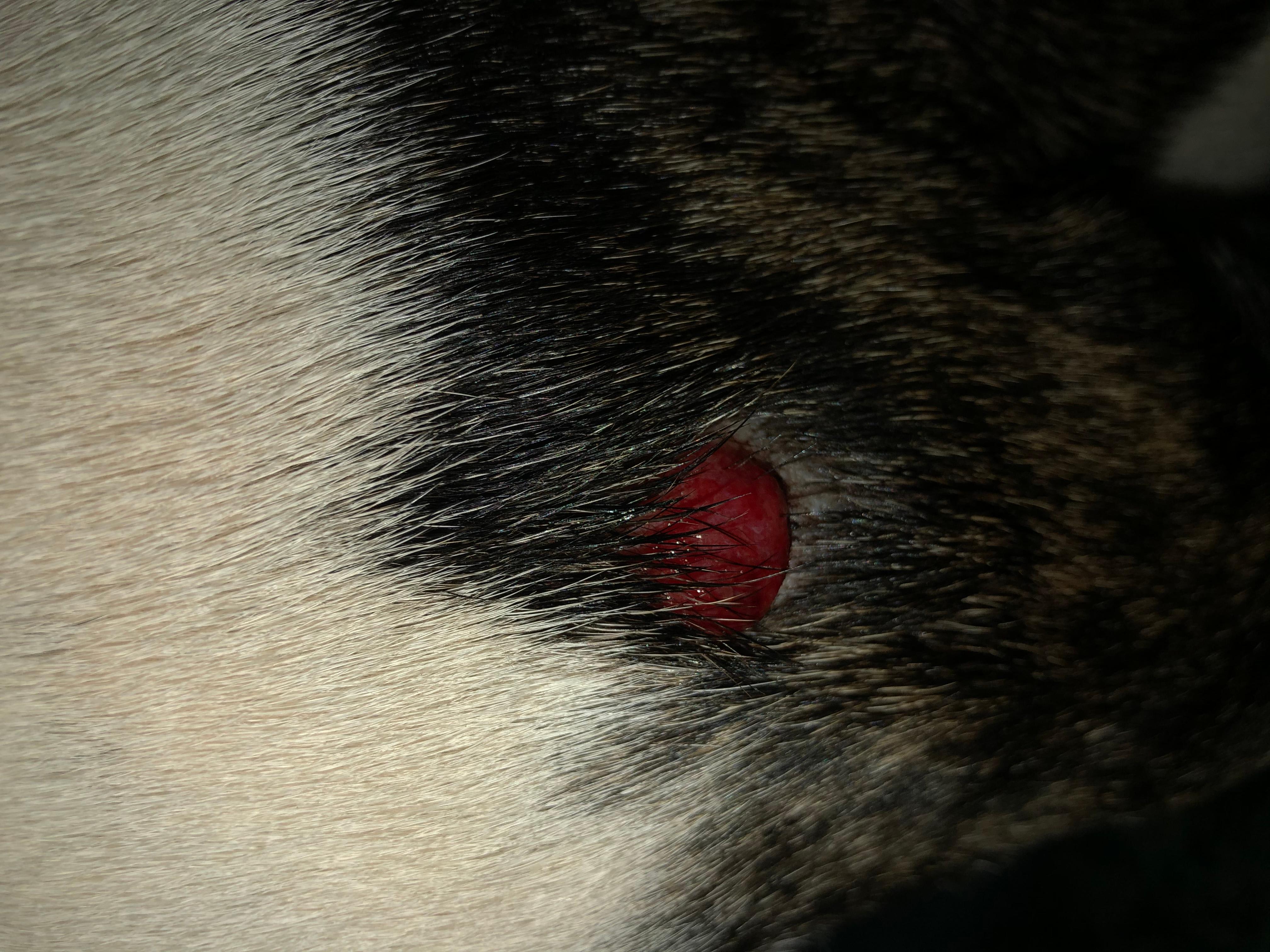 My Dog Has a Red Skin Bump: Is It Serious? When to See a Vet? | Petco