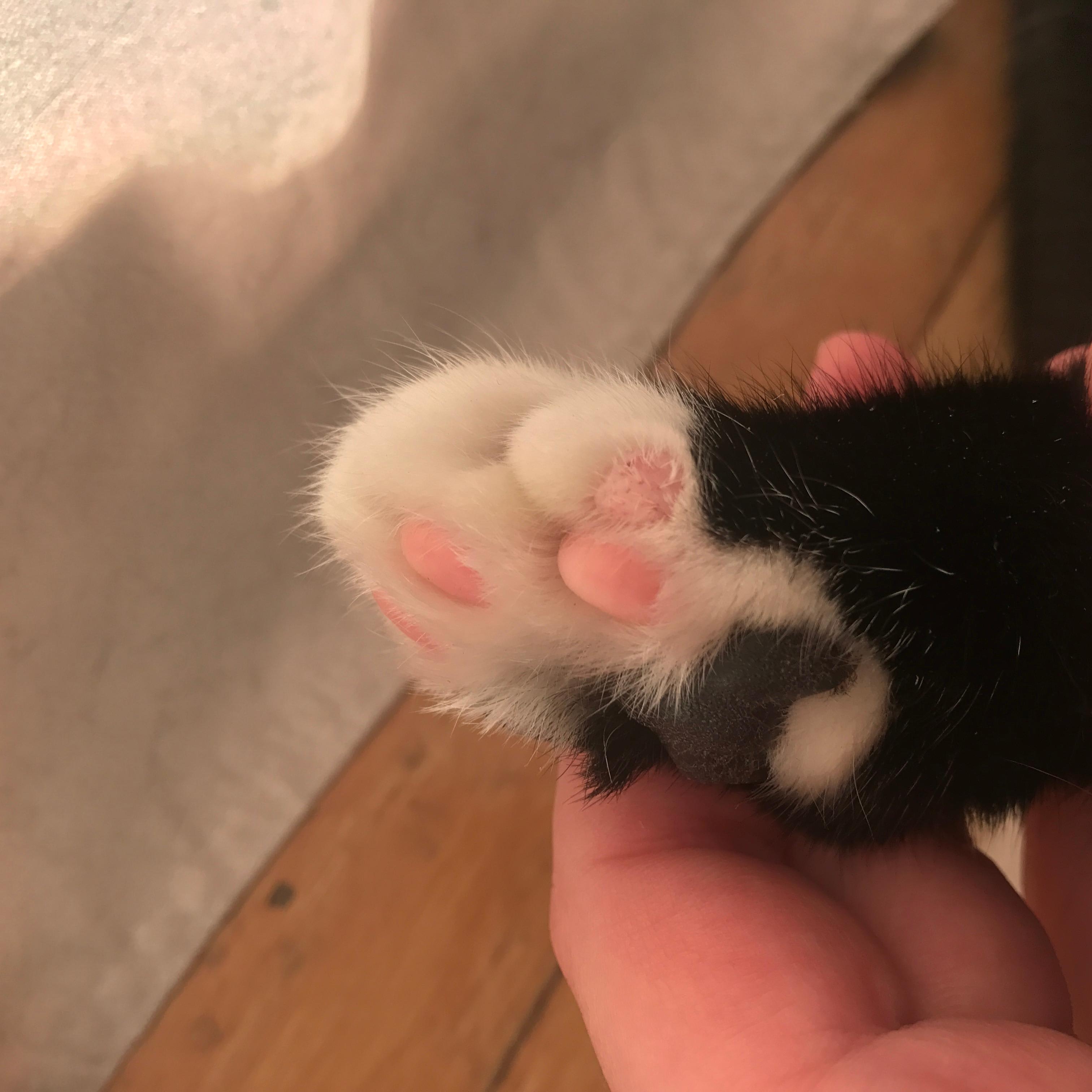 My cat has a soft, fleshy lump on its toe. What should I do? | Petco