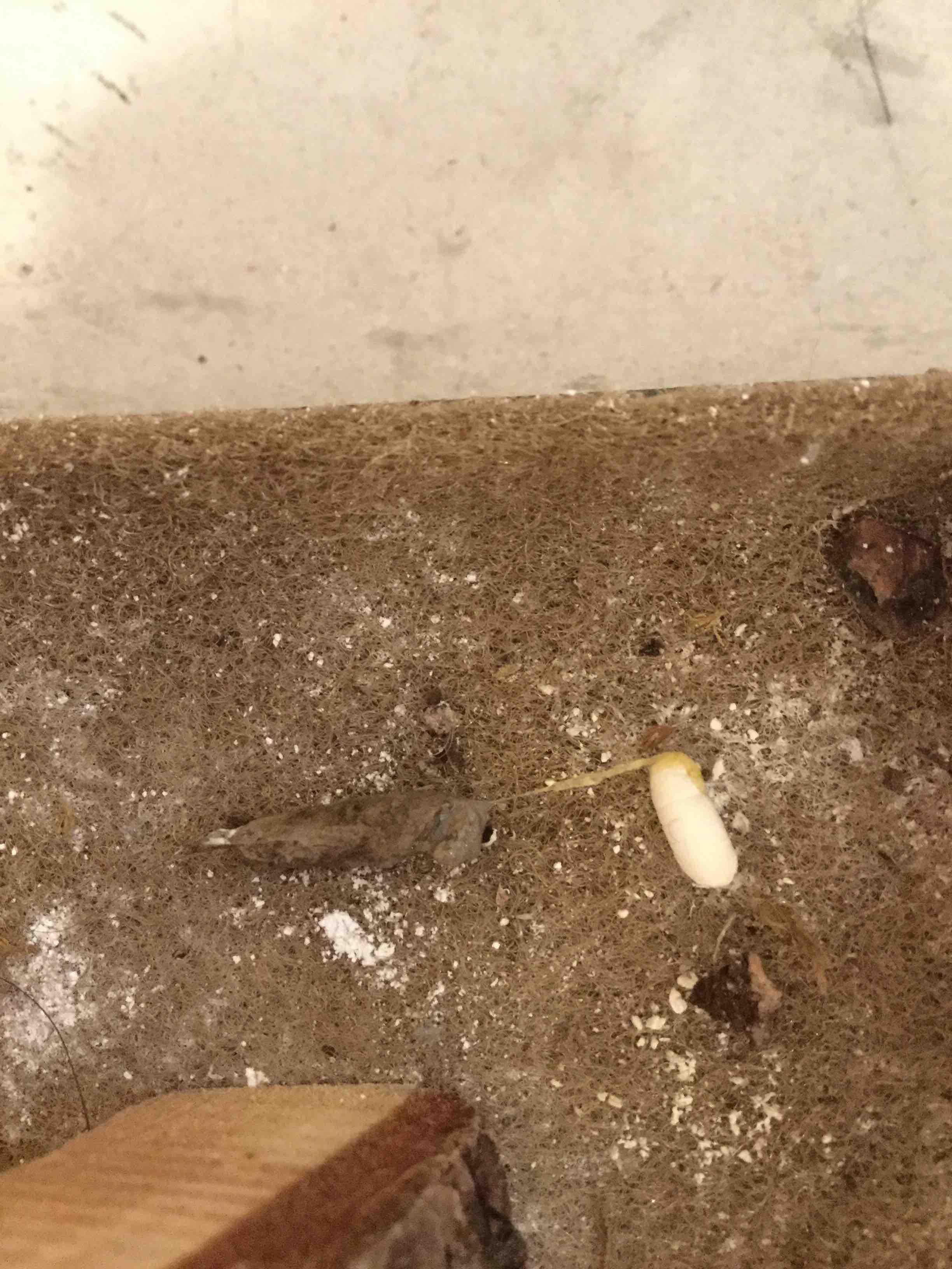 Why does my leopard geckos poop have yellowish mucus on it? | Boop by Petco