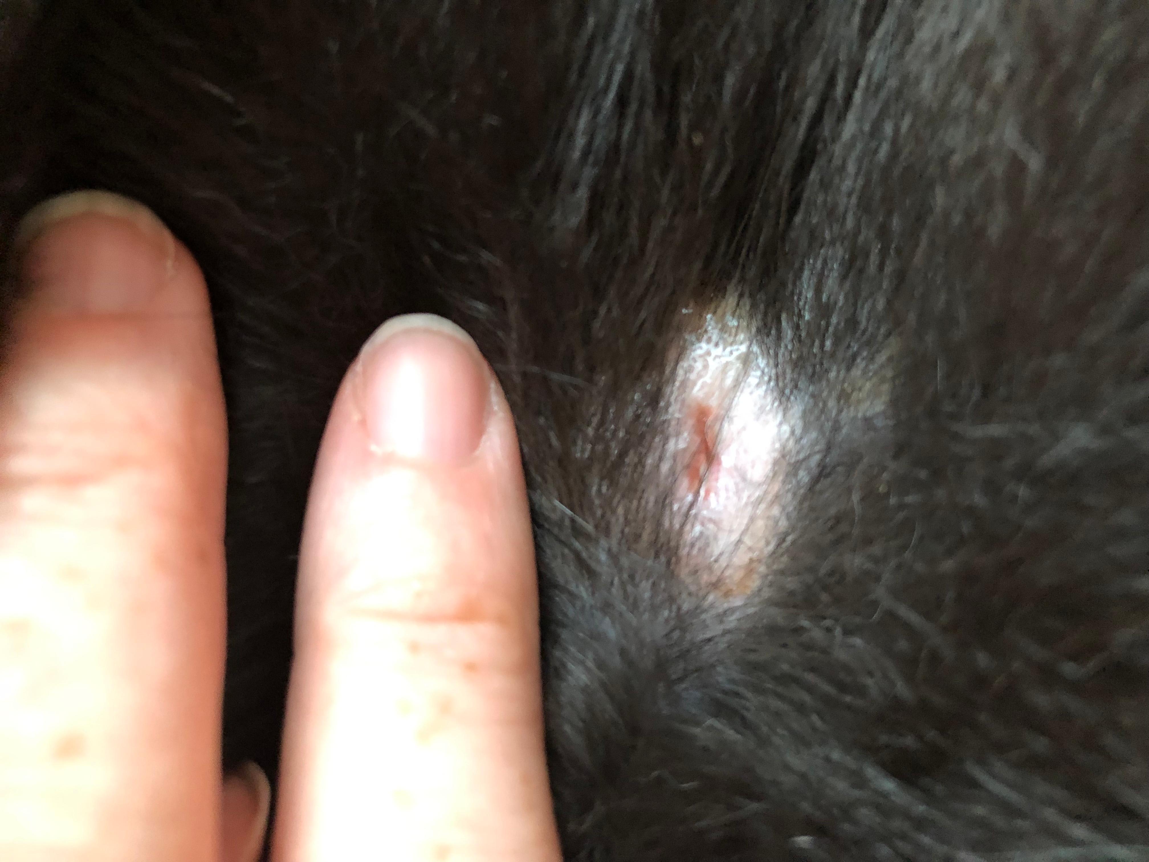 My Cat's Burst Abscess from a Fight: When to See a Vet? | Petco