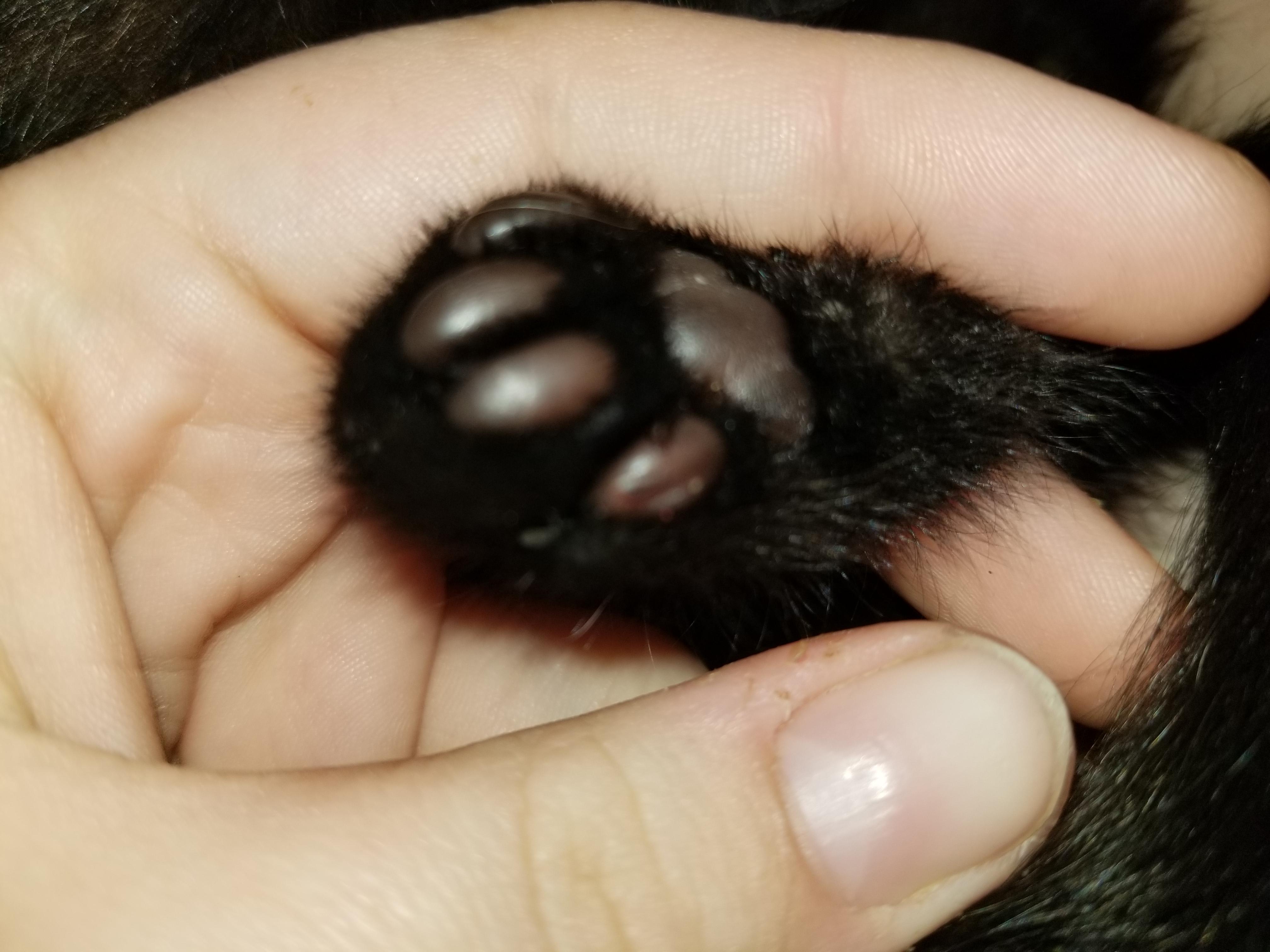 Kitten Cut Paw: How to Clean, Prevent Infection, When to See Vet | Petco