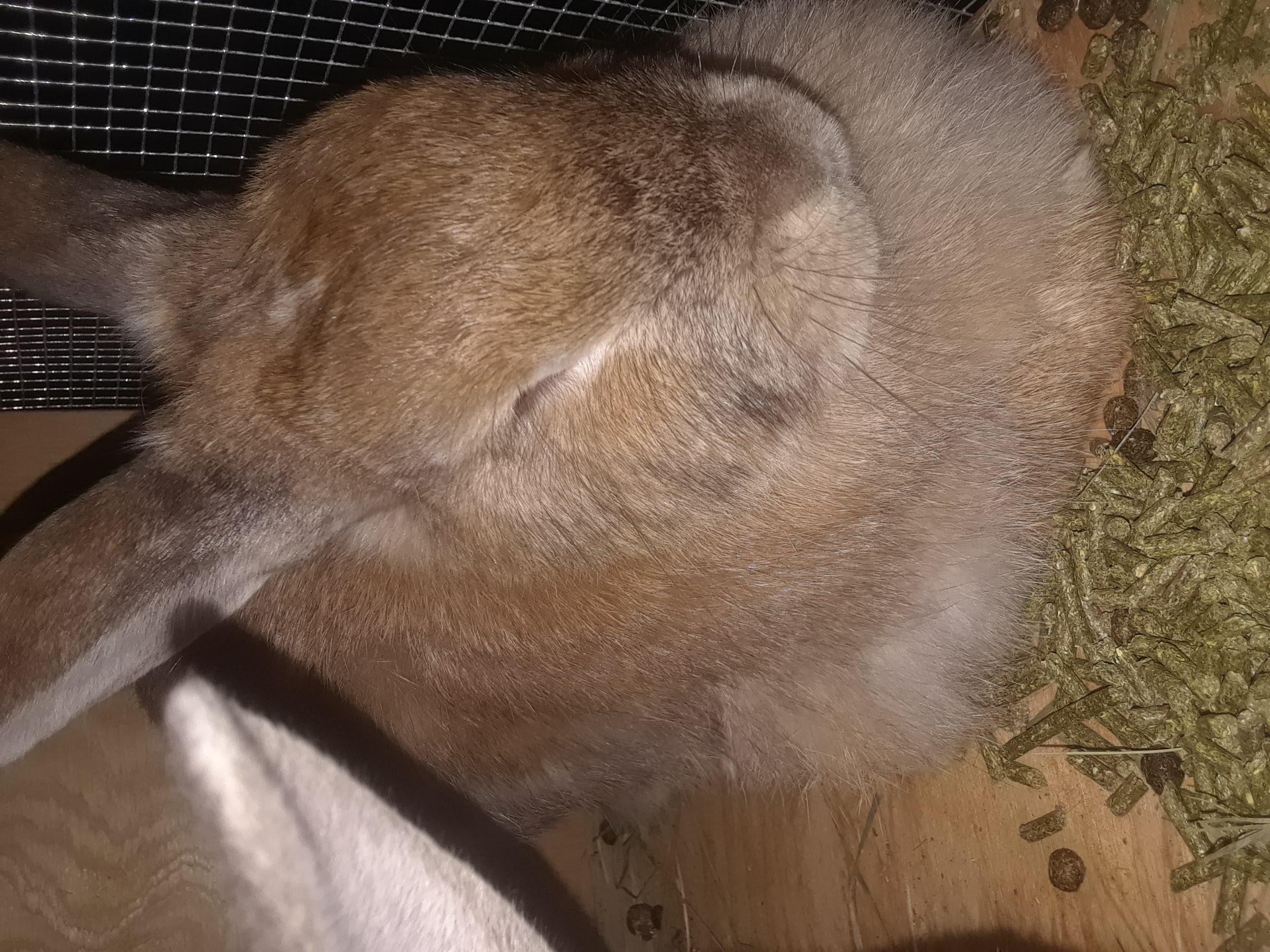 Why is my rabbit sick? Lumps, can't walk, fur loss causes | Petco