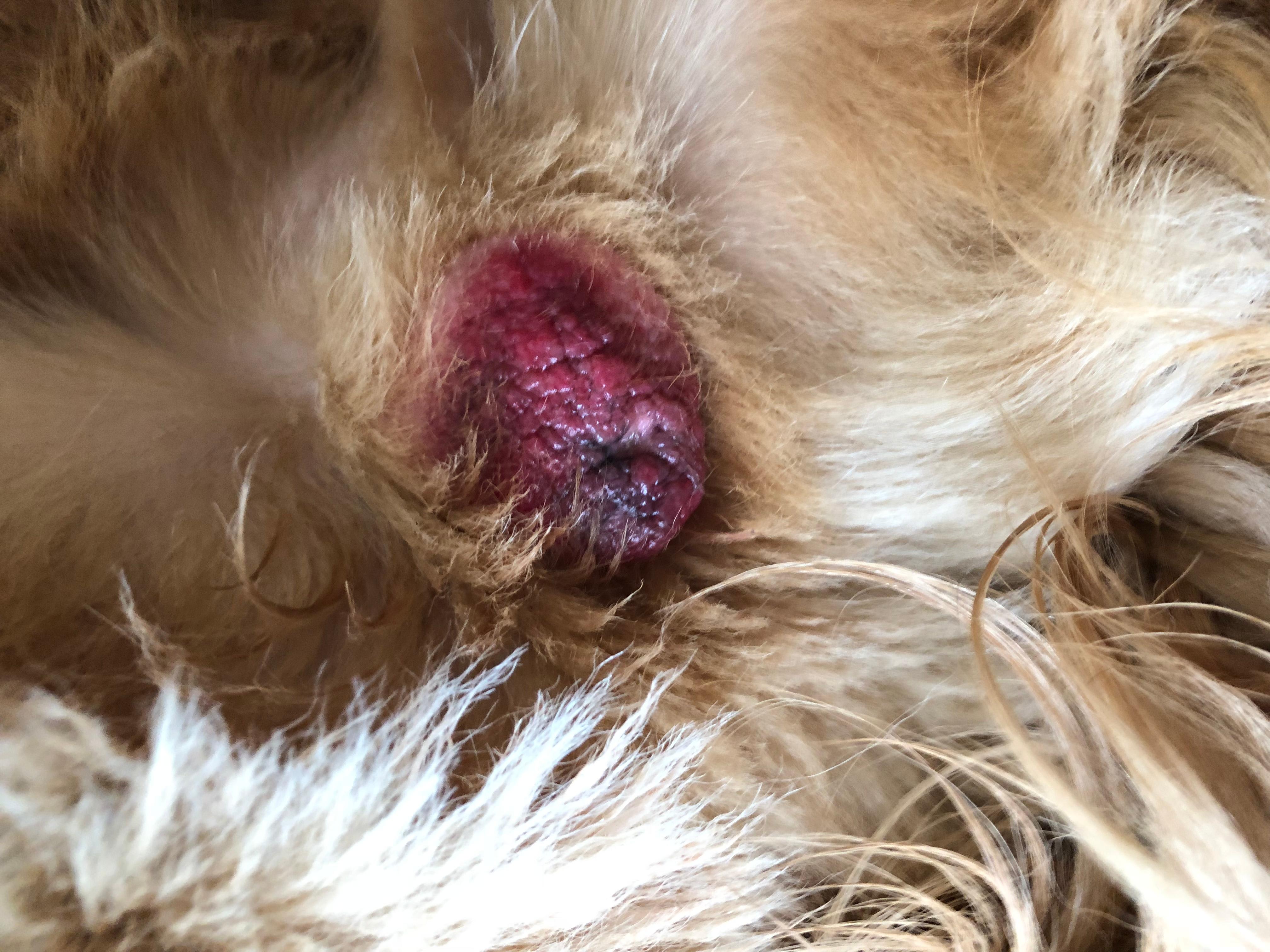 Why are my puppy's testicles red, irritated, and painful? | Petco