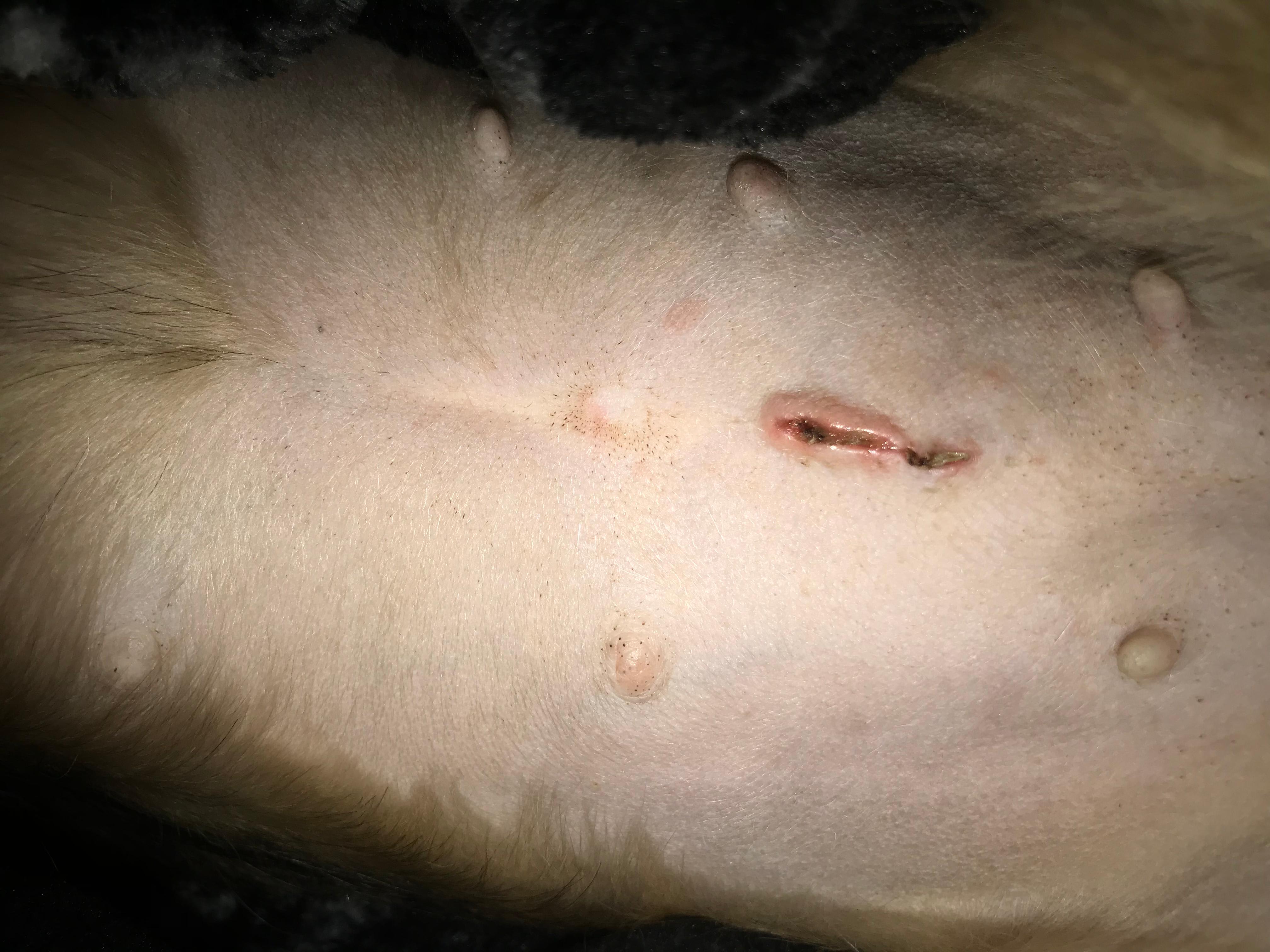 My Dog's Spay Incision Red, Oozy, Opening? What to Do Now | Petco