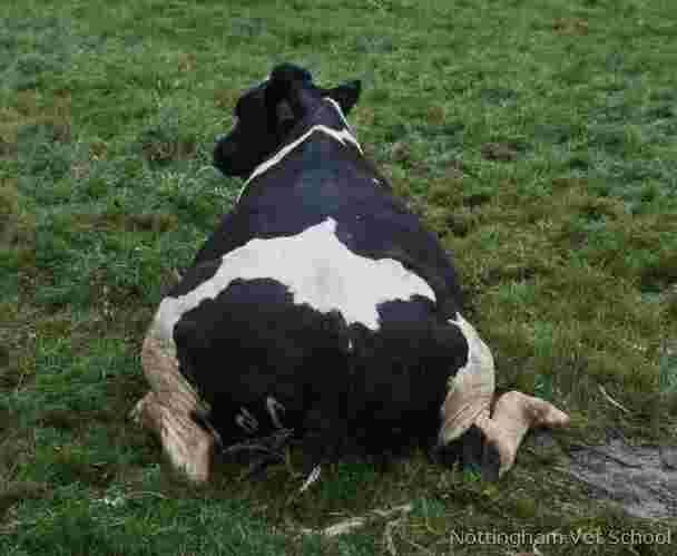 Why is my cow sitting oddly? Could it be hip dislocation? | Petco