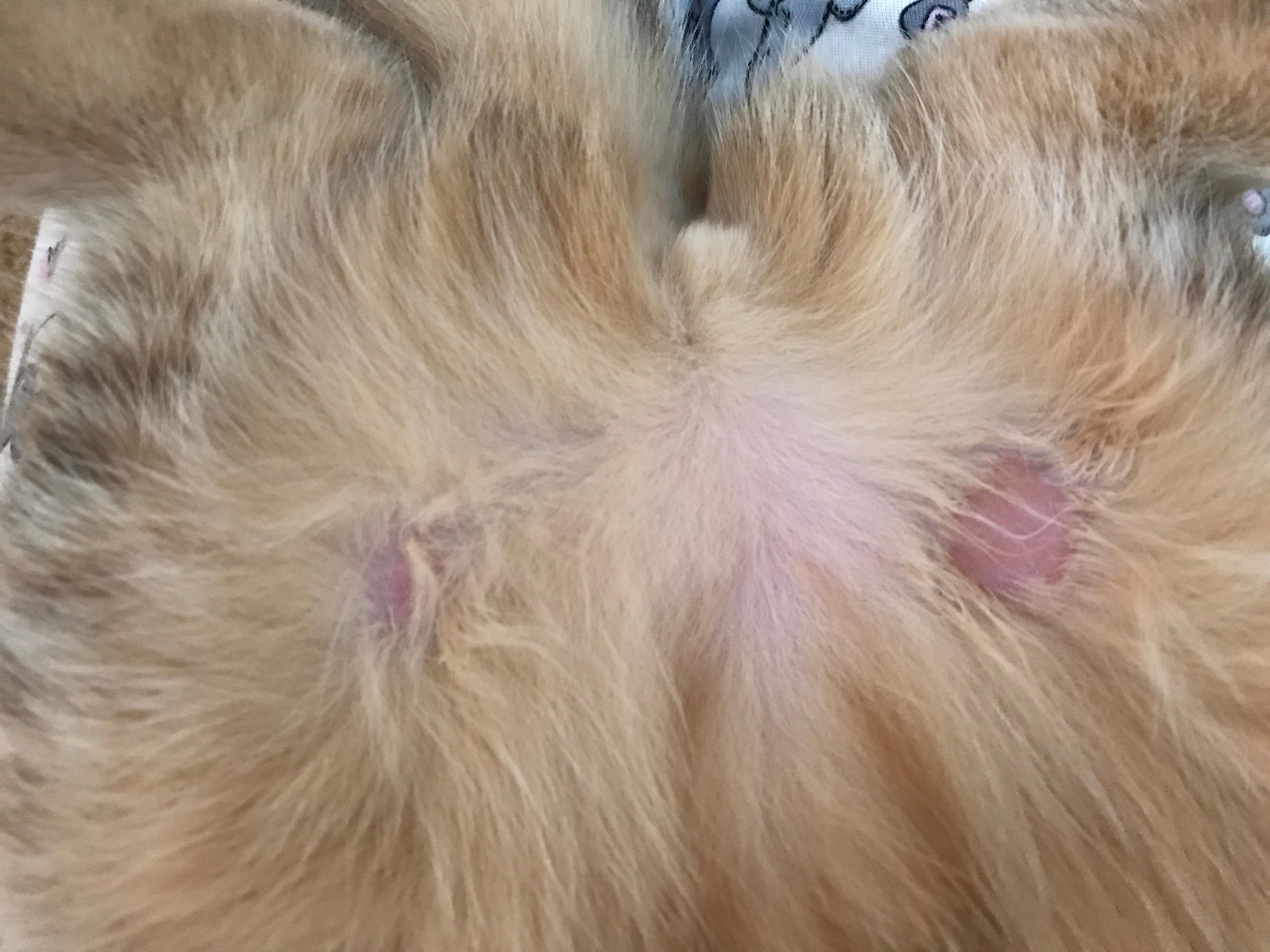 Moist Skin Spots on Your Dog? Ringworm if Blue Light is Negative? | Petco