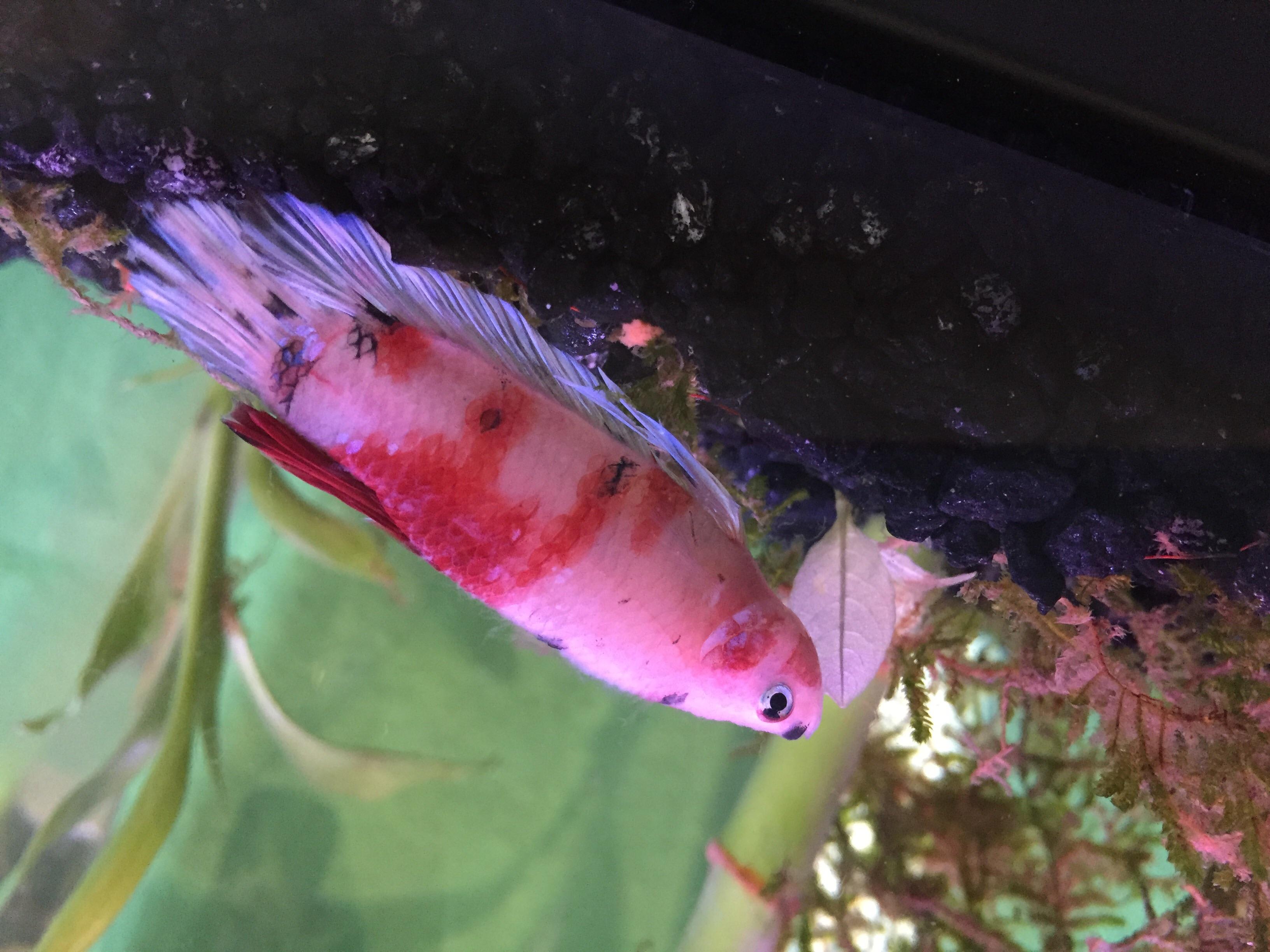 New Betta Fish Sick? Fuzzy Fungus, Lying on Bottom? Save Him! | Petco