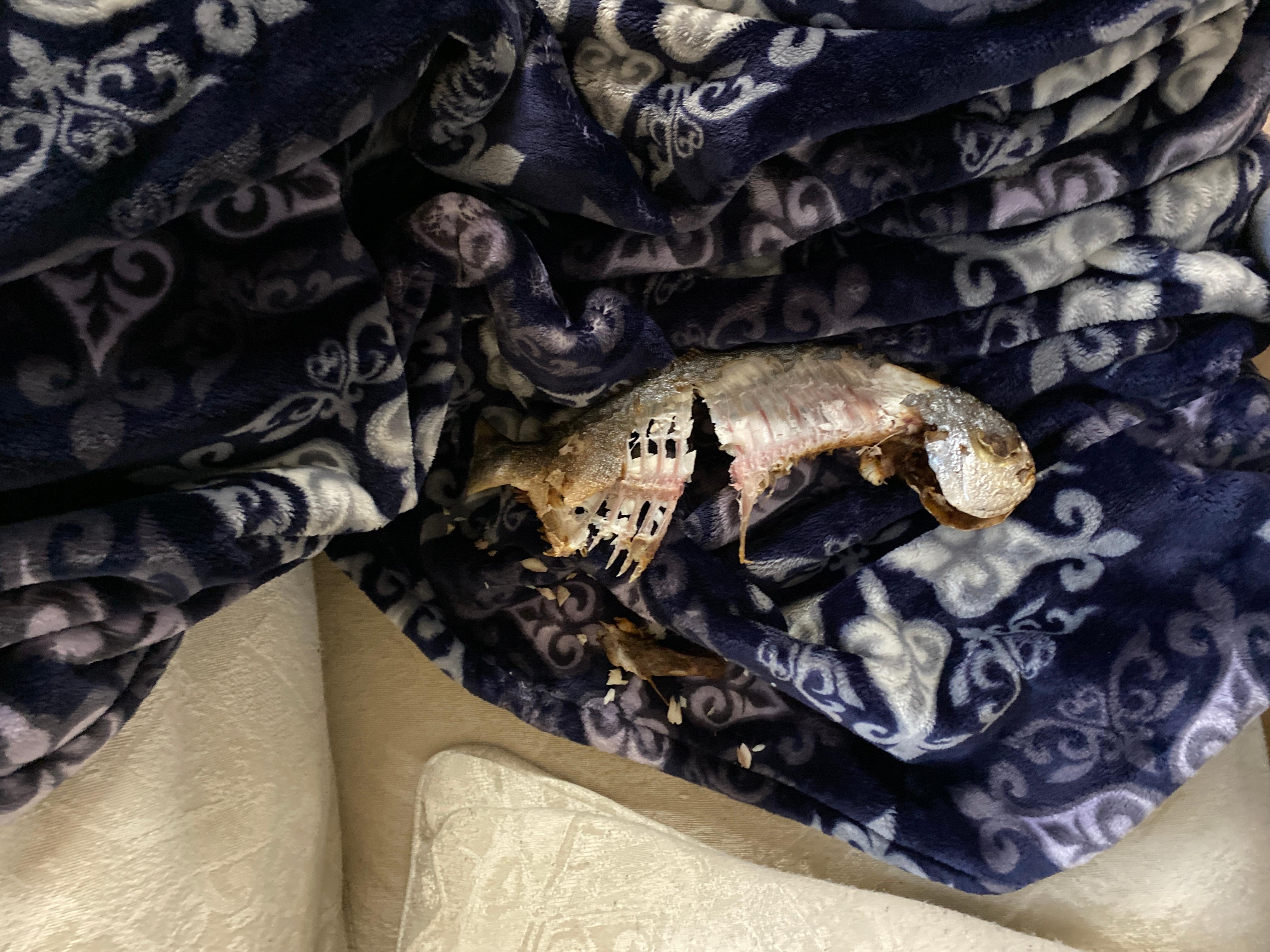 My Dog Ate Fish Bones, Diarrhea & Vomiting: What To Do? | Petco