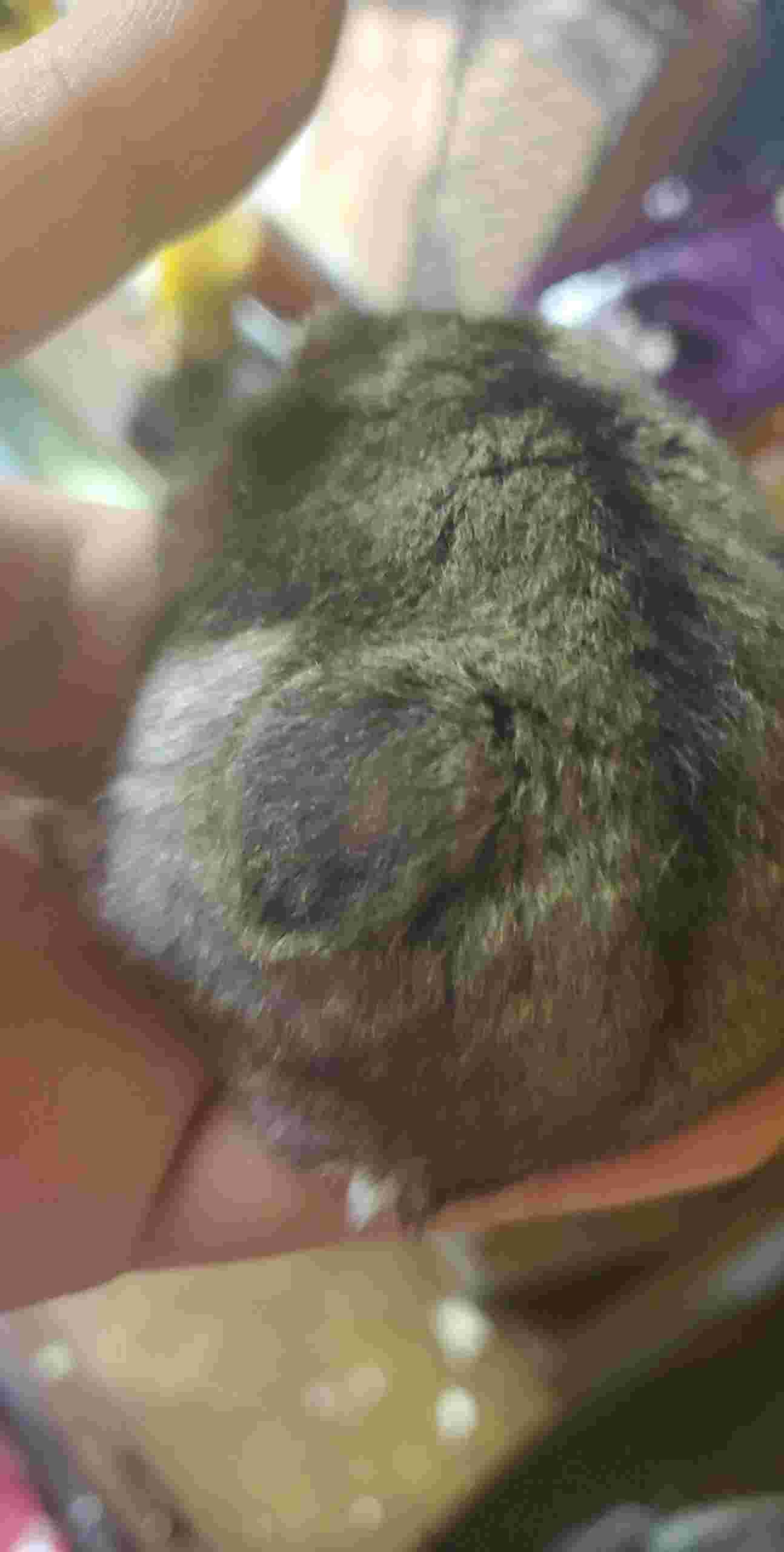 My Hamster Has a Lump & Dry Skin: Does He Need a Vet? | Petco