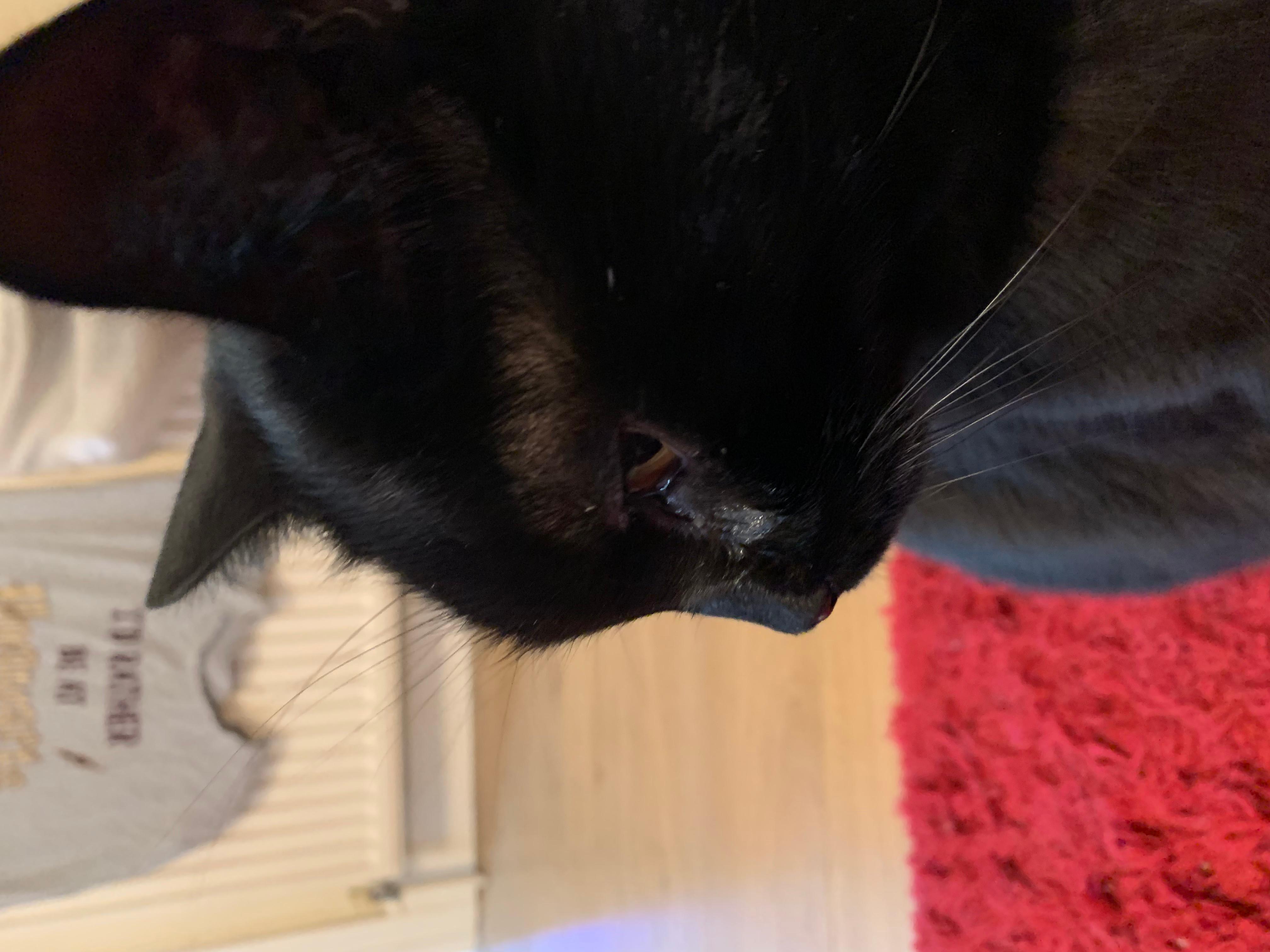 My cat has developed a watery eye over the last 24 hours. With a little ...