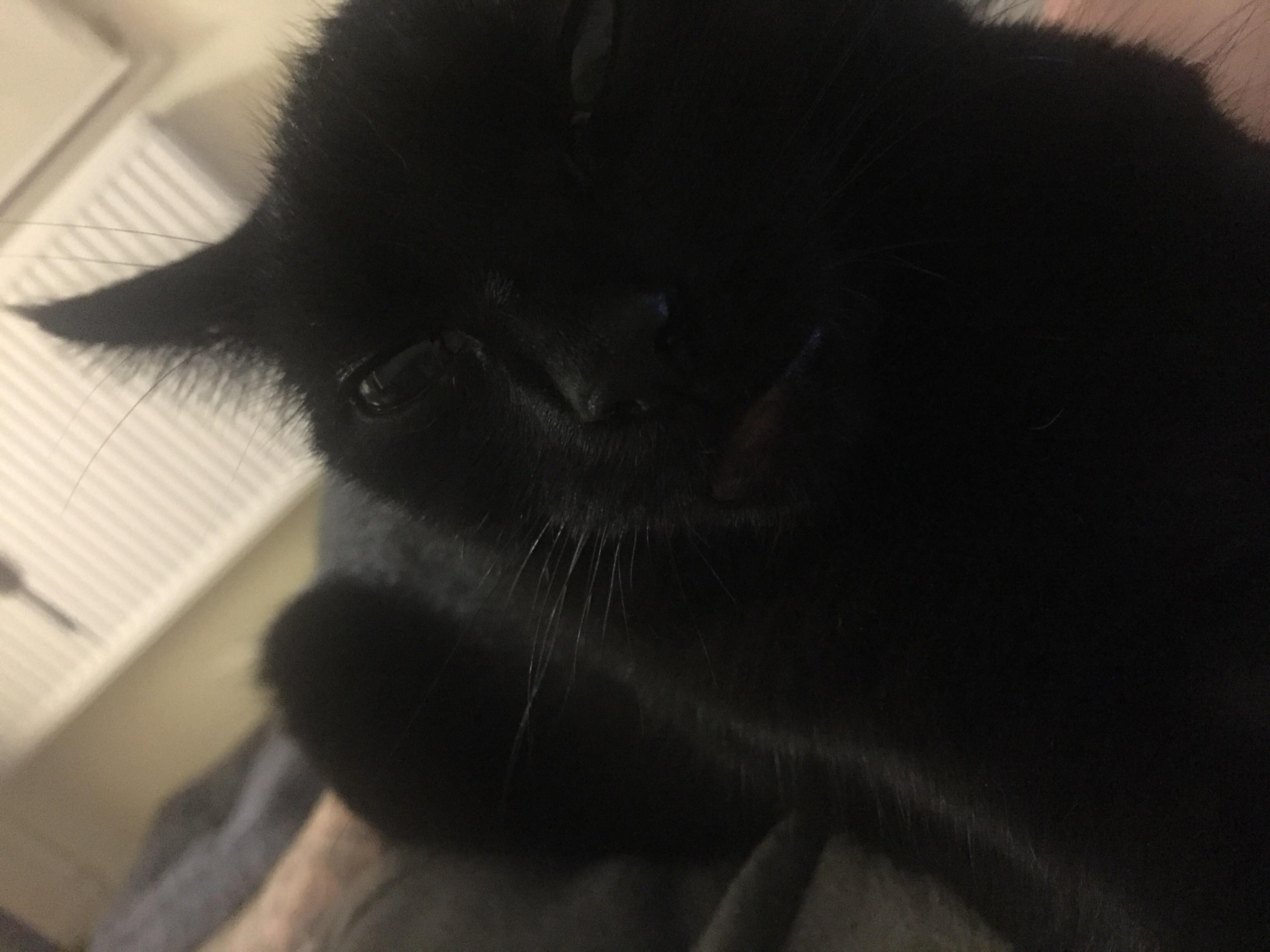 Why does my cat's red, swollen lip keep flaring up again? | Petco