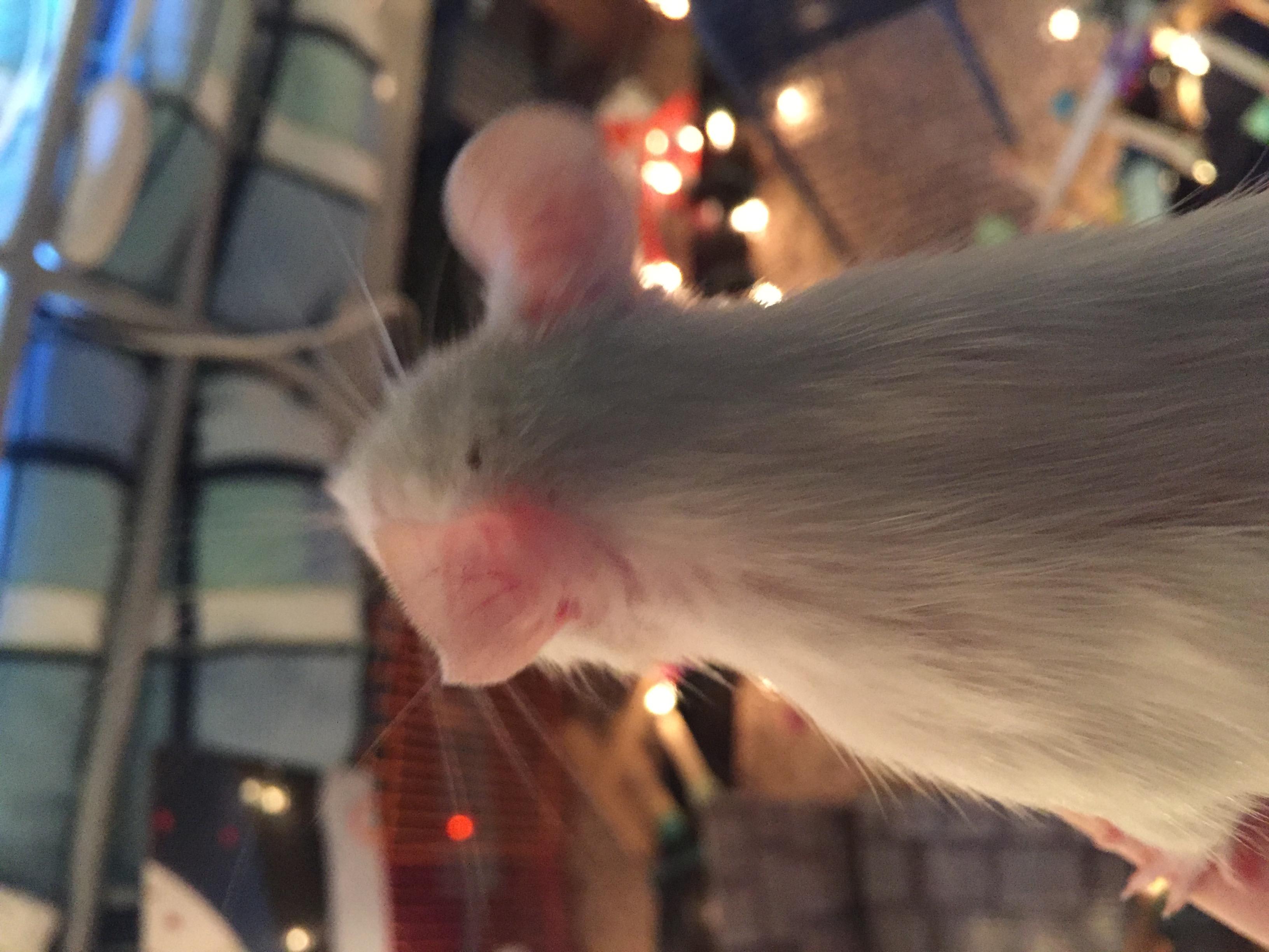 Why Does My Rat Have Scabs on Ears & Head (No Itching)? | Petco