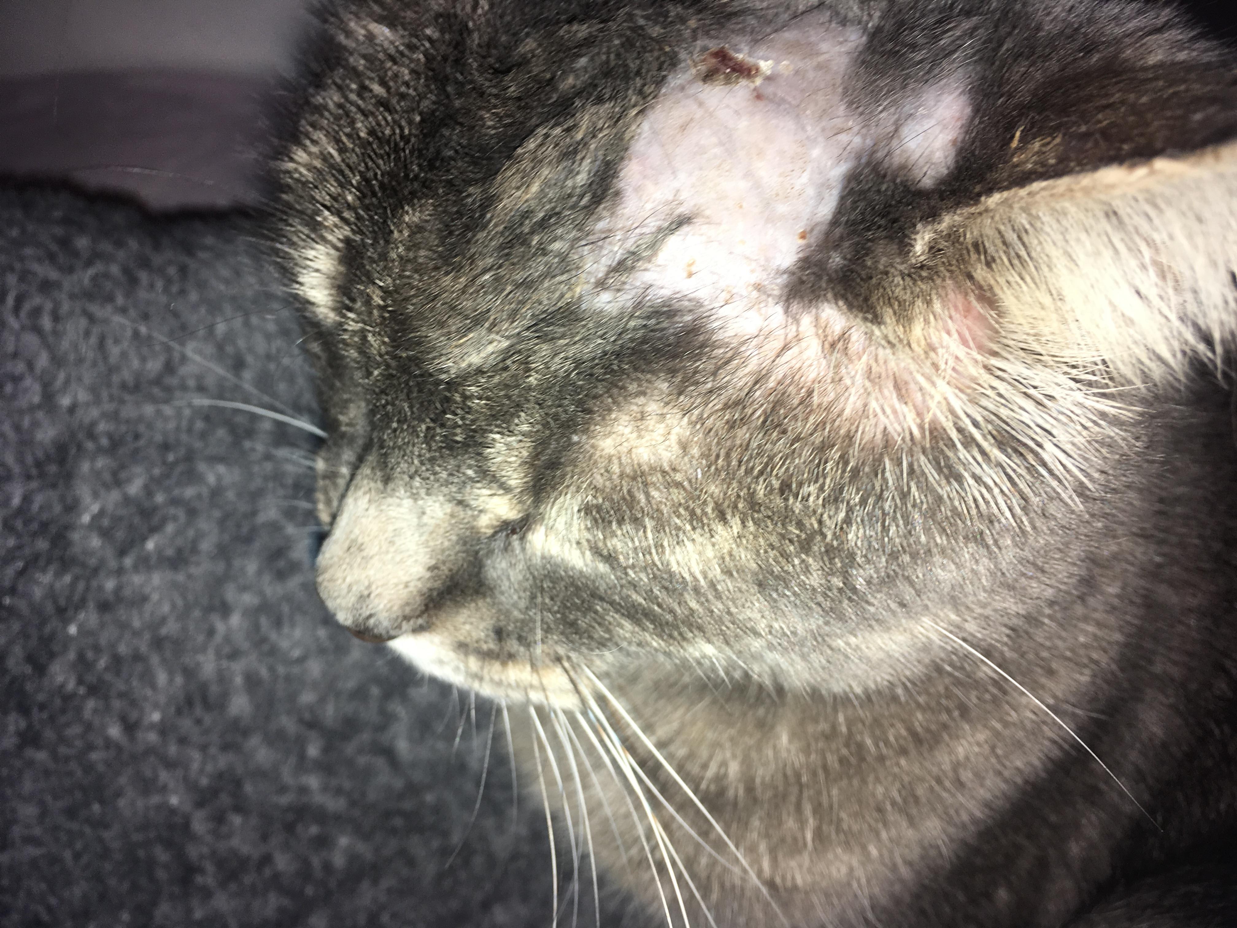 Cat Bald Patch, Soft Bump, Ear Issue? Find Out What It Is | Petco