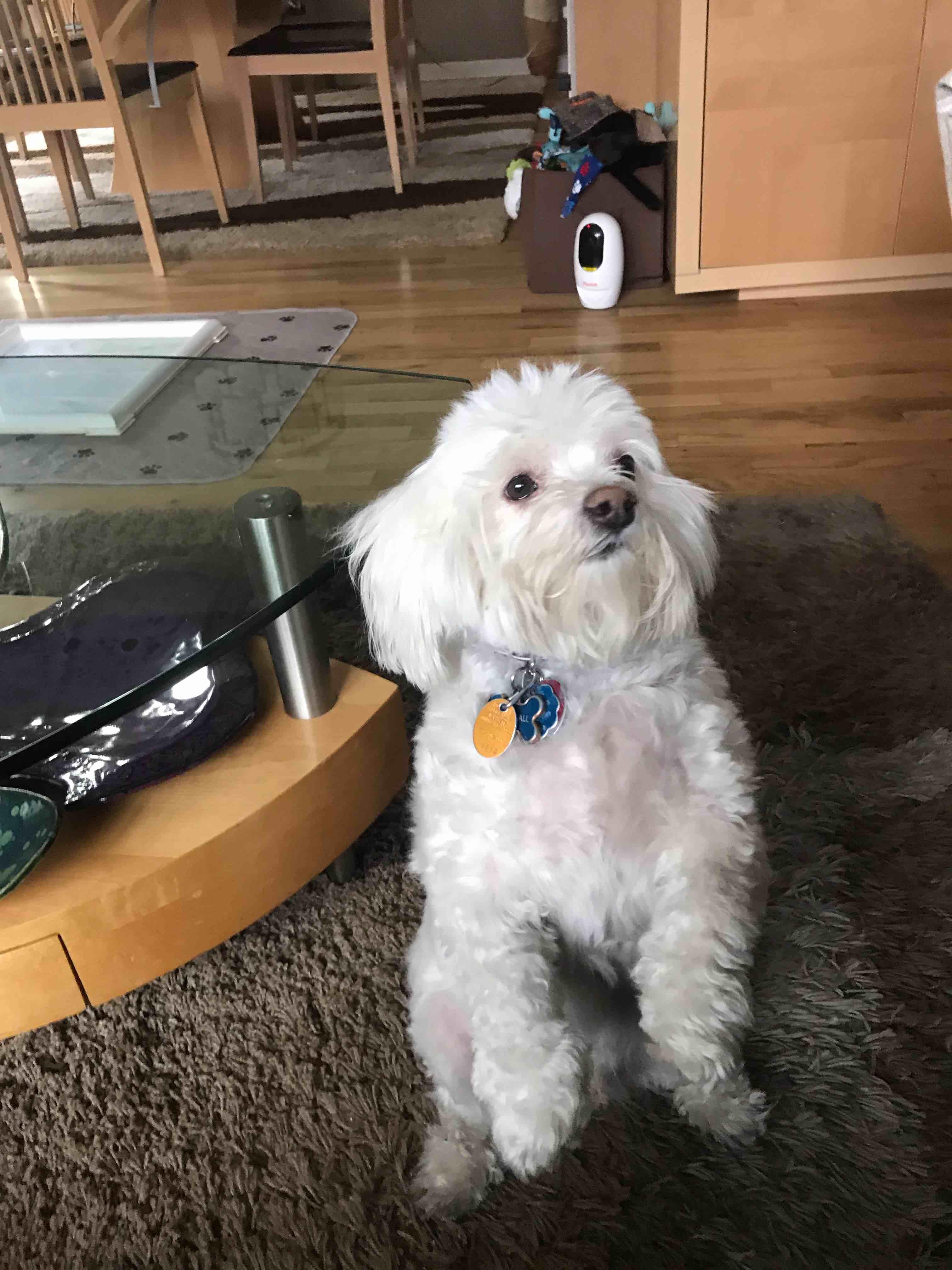 How much food for an overweight Maltese's daily weight loss? | Petco