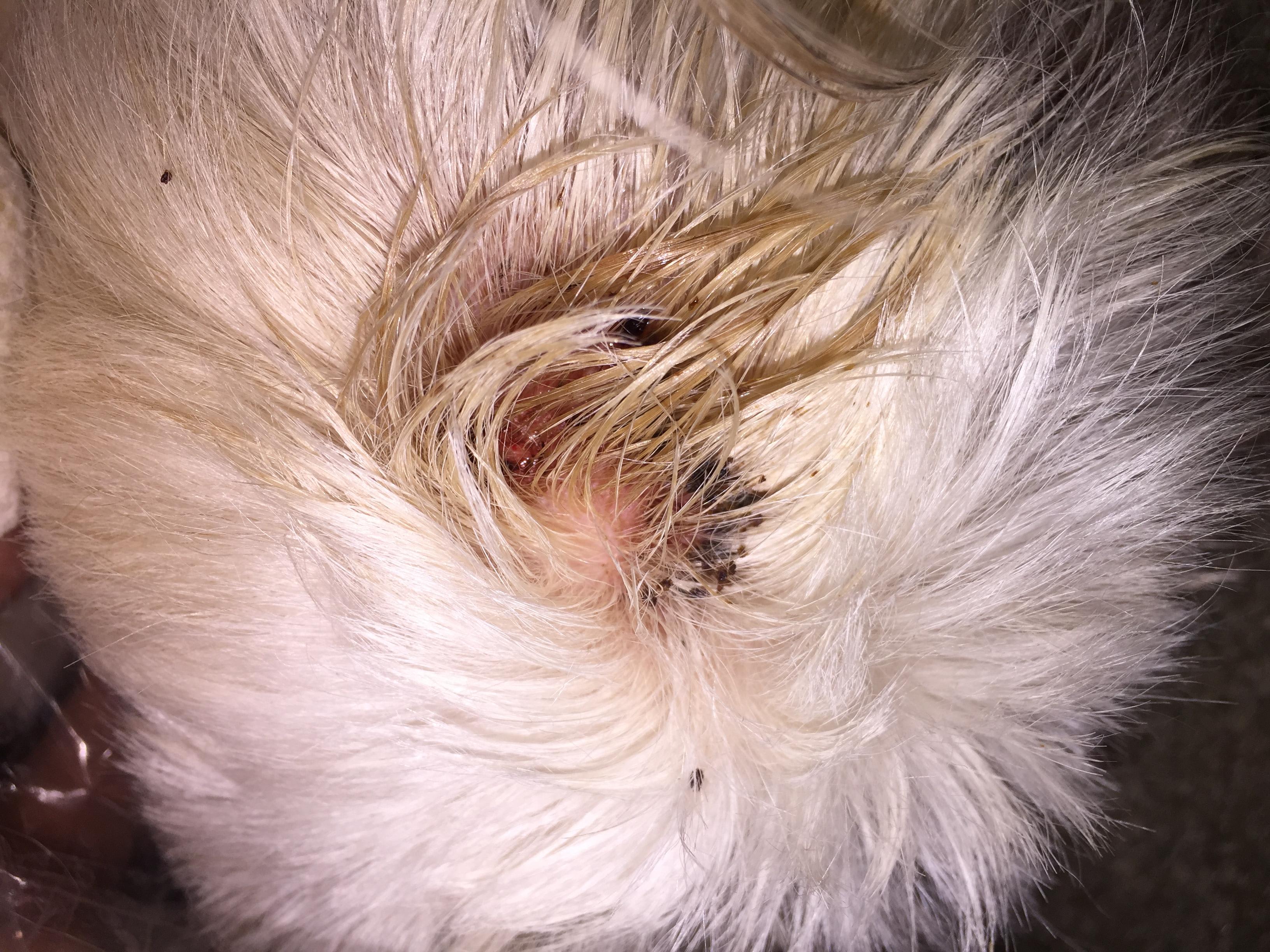 Why is my dog's head scab getting bigger from constant scratching? | Petco