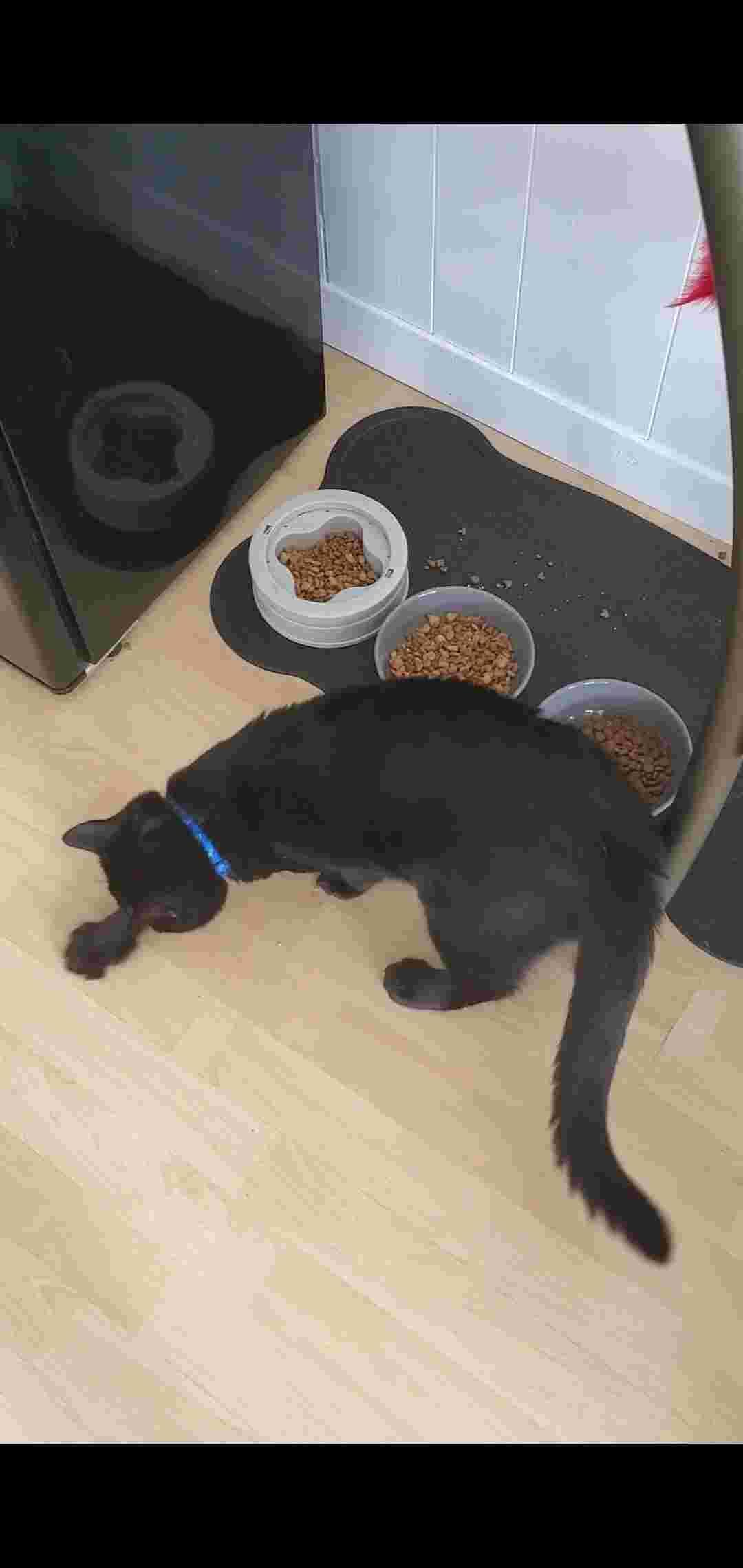 Why is my cat refusing food, kicking it, and constipated? | Petco