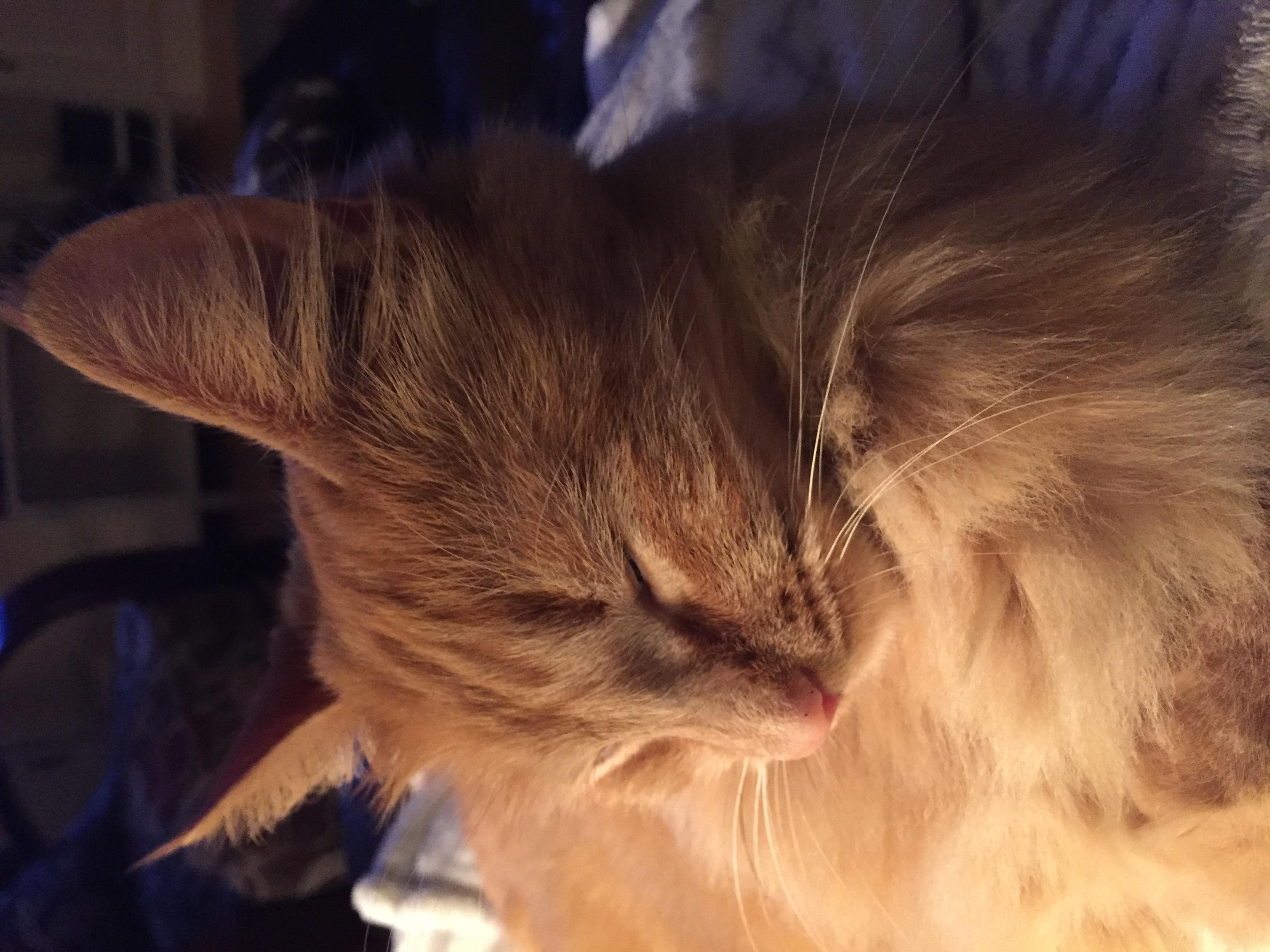 Why is my cat crying and howling at reflections after travel? | Petco