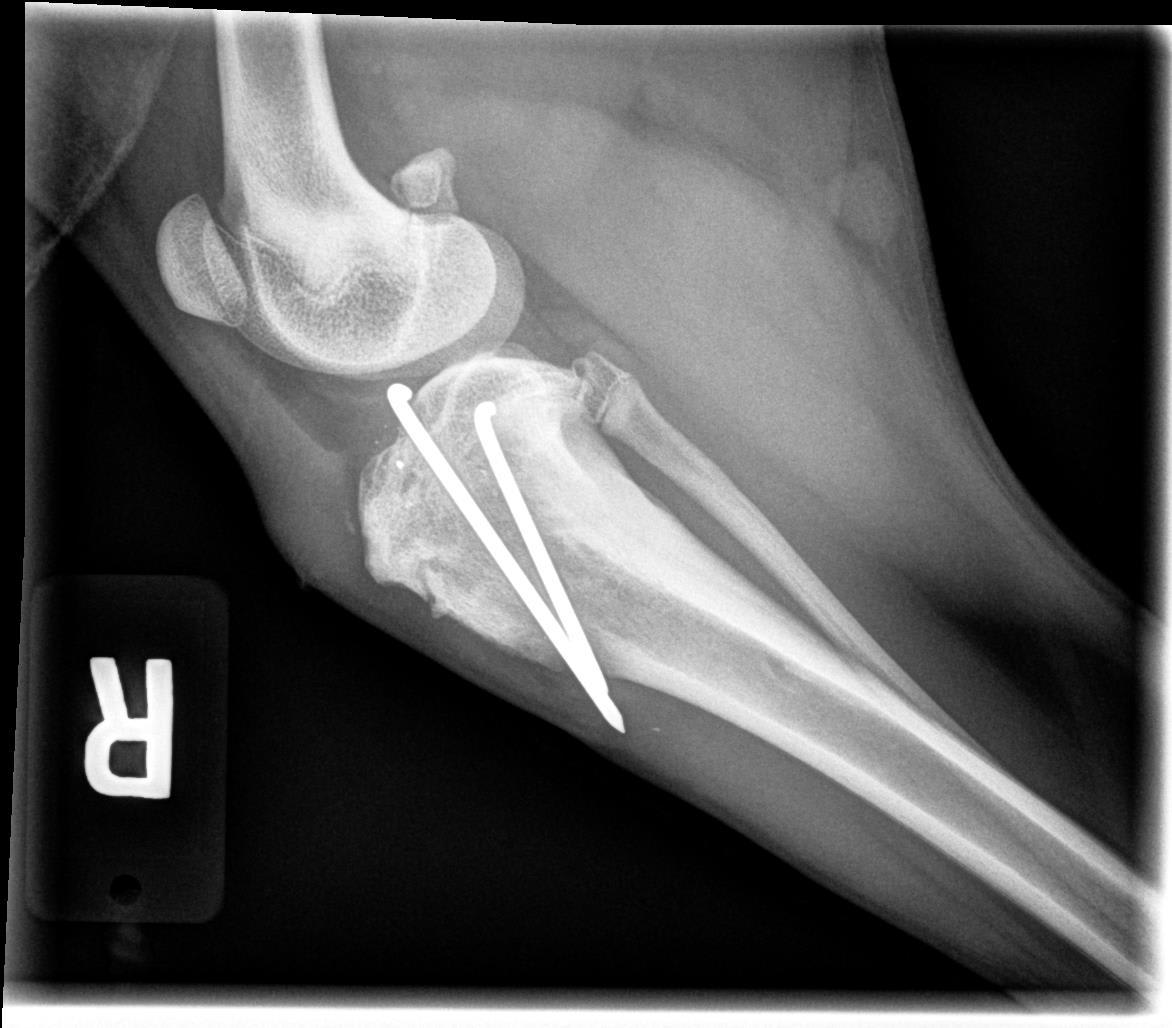 My puppy's leg surgery pins stick out. Is this normal or safe? | Petco