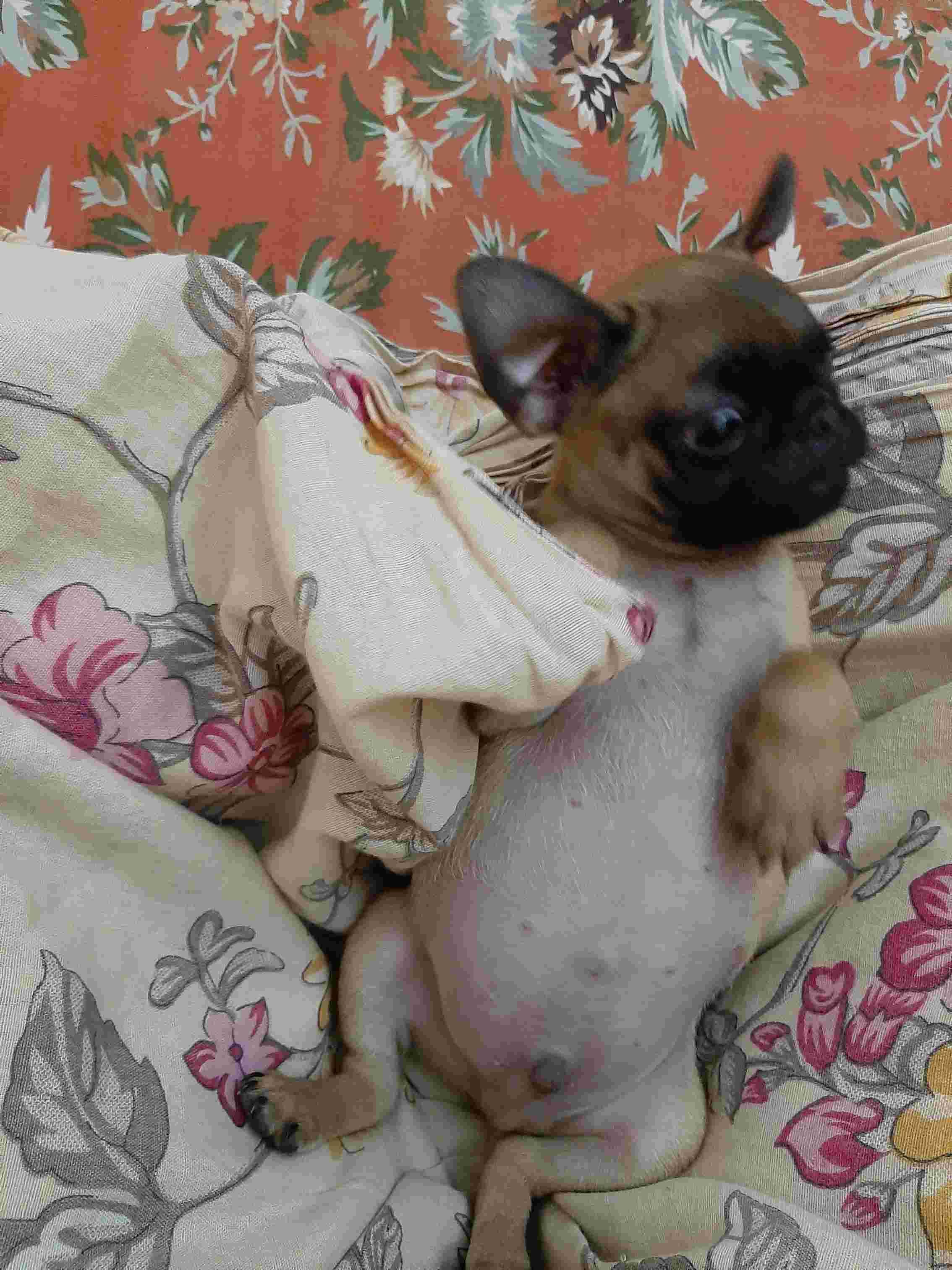 My pug puppy's belly is bloated after eating. Can he sleep? | Petco