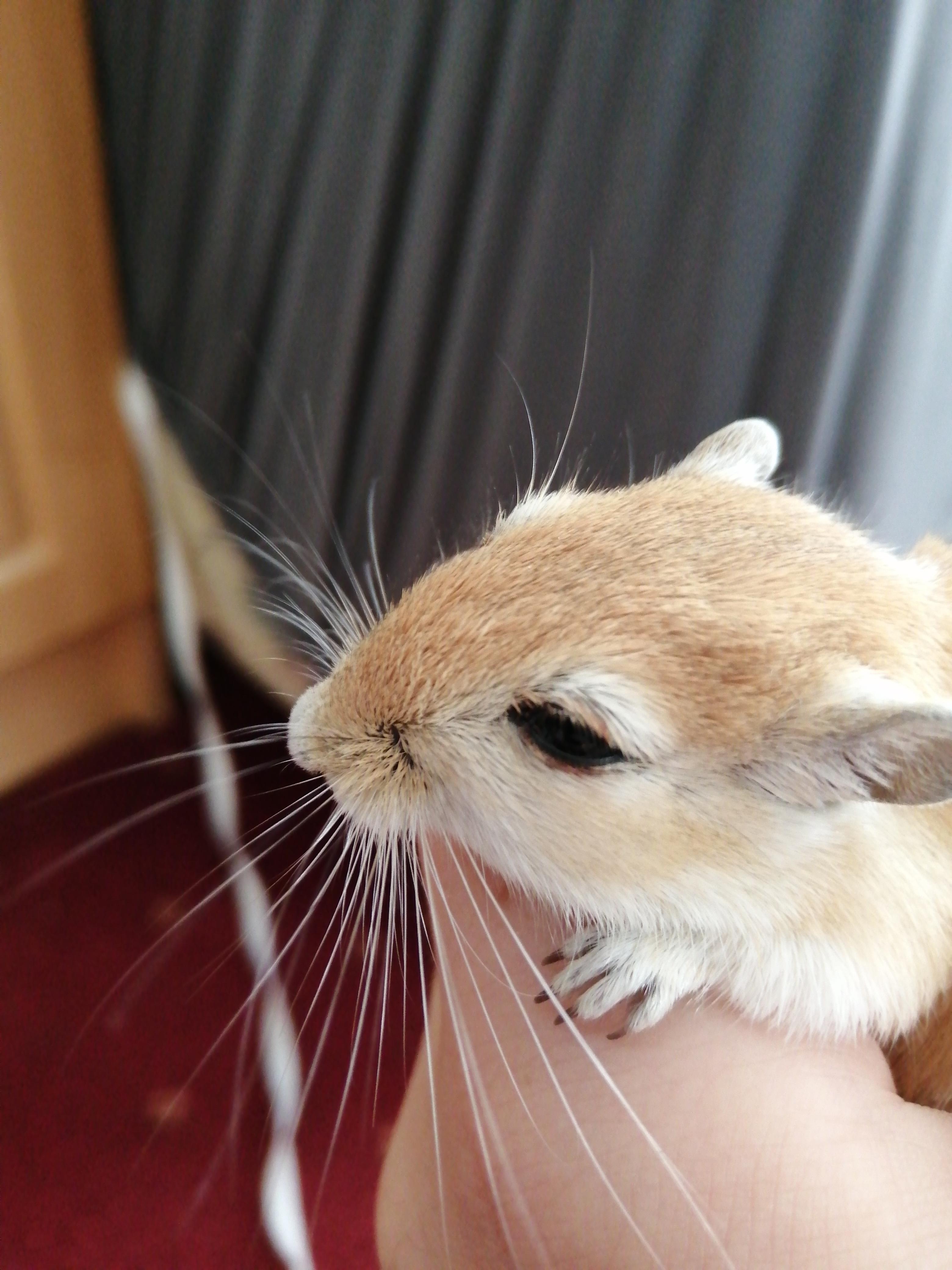 Why is my gerbil lazy, not moving, sits still when I hold him? | Petco