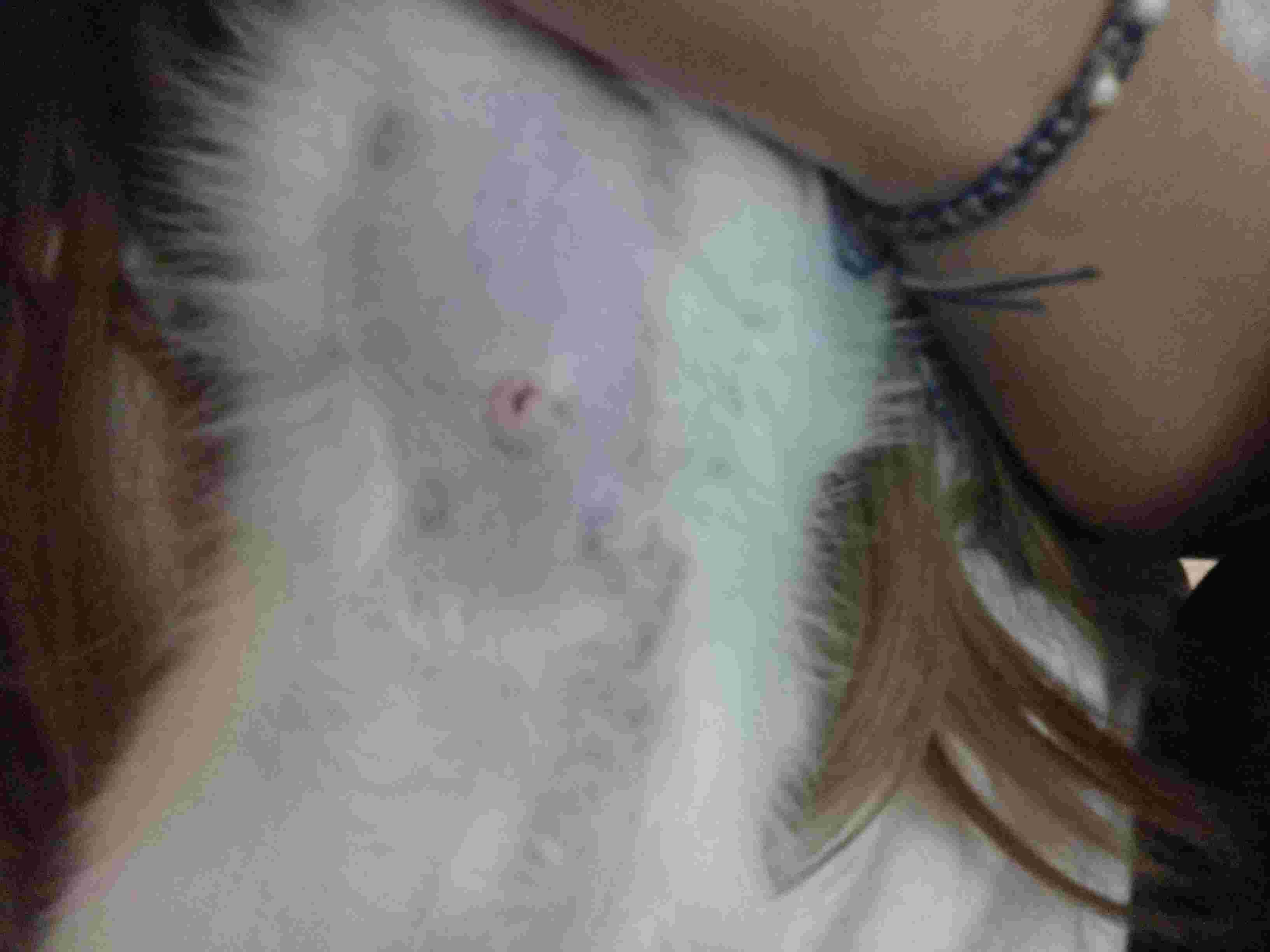 My Cat's Spay Incision Looks Open: Is It Normal? See a Vet? | Petco