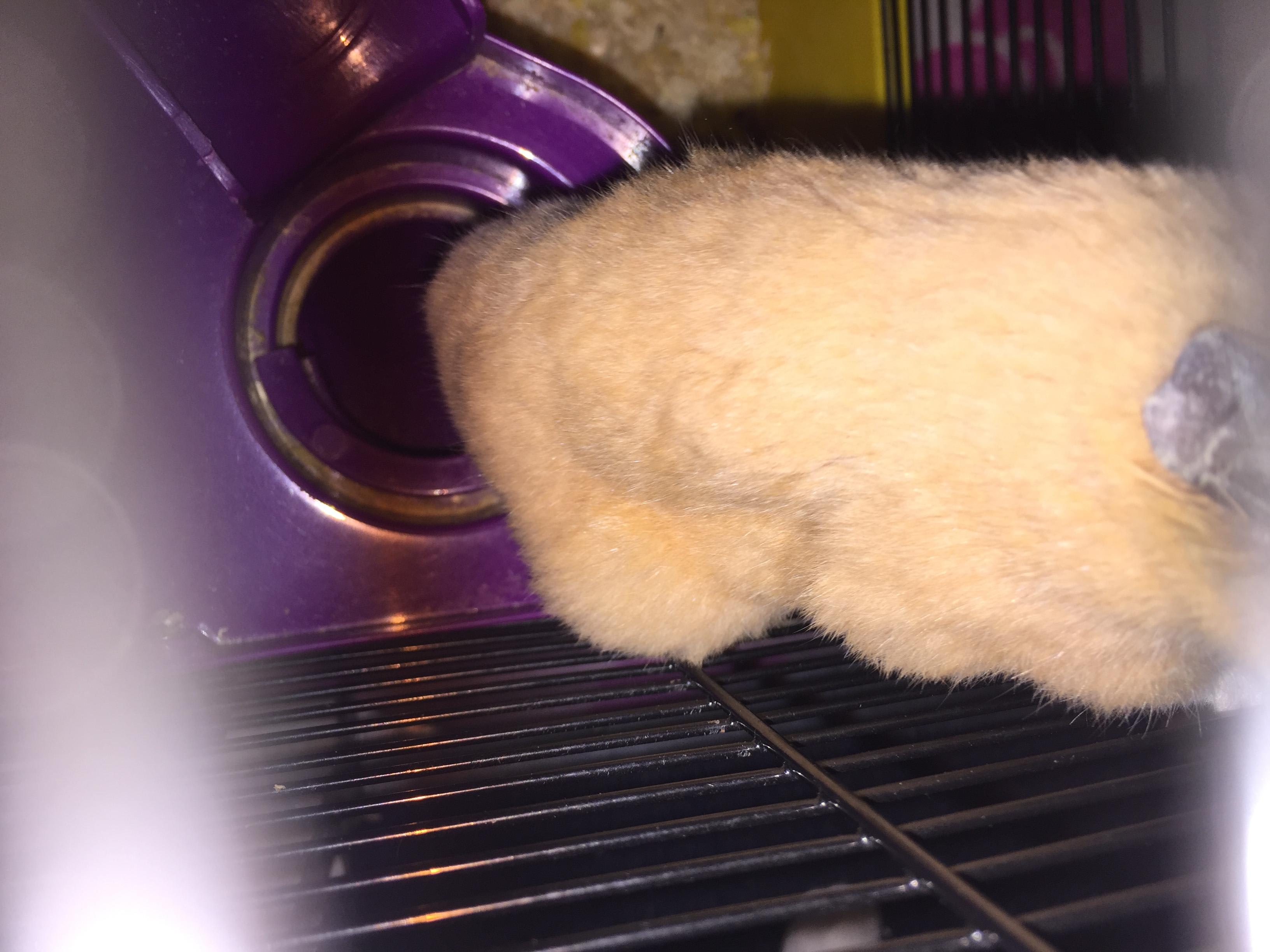 My Hamster Has Huge Belly Lumps: What Are the Causes? | Petco