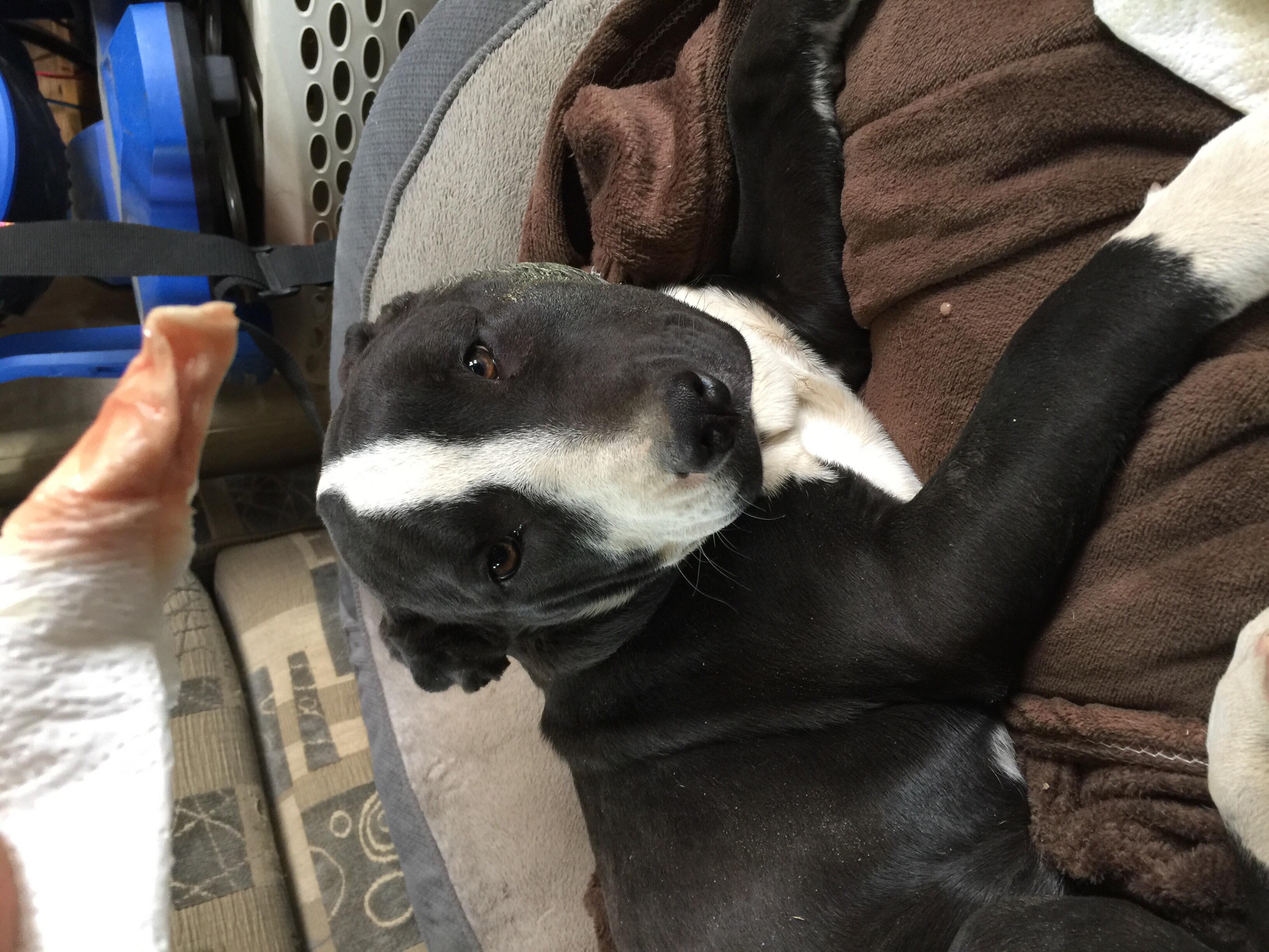 My dog's face is swollen, bloody, feverish after chewing. What now? | Petco