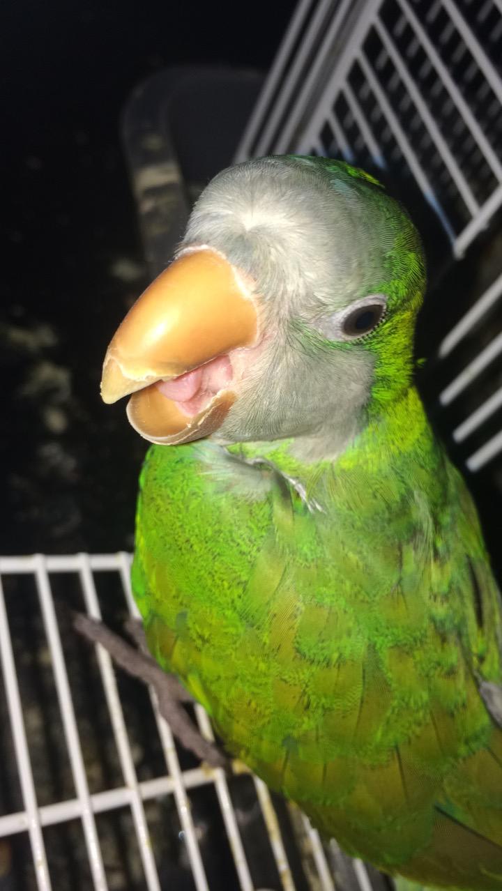 Quaker Parrot Stretching Head & Regurgitating: Should I Worry? | Petco