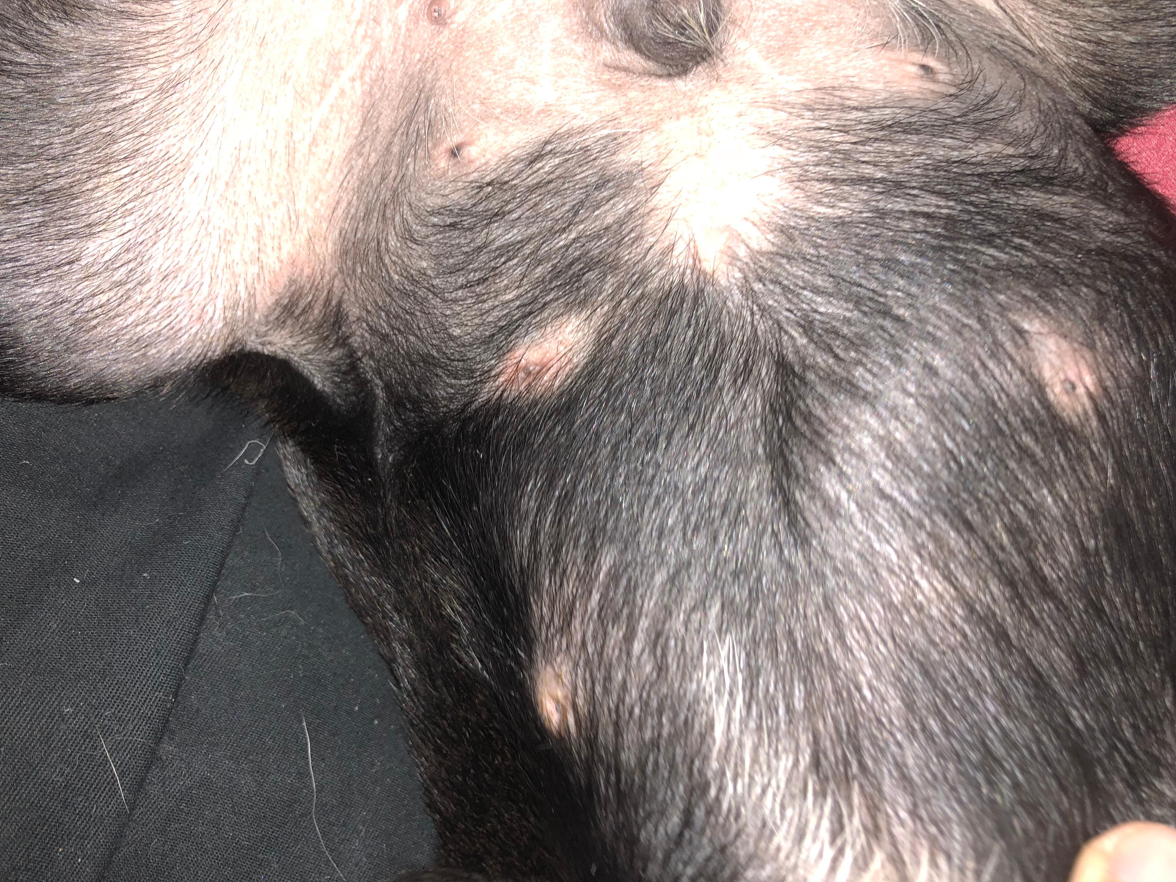 My 4-month-old puppy's swollen, cut nipples: Is it normal? | Petco