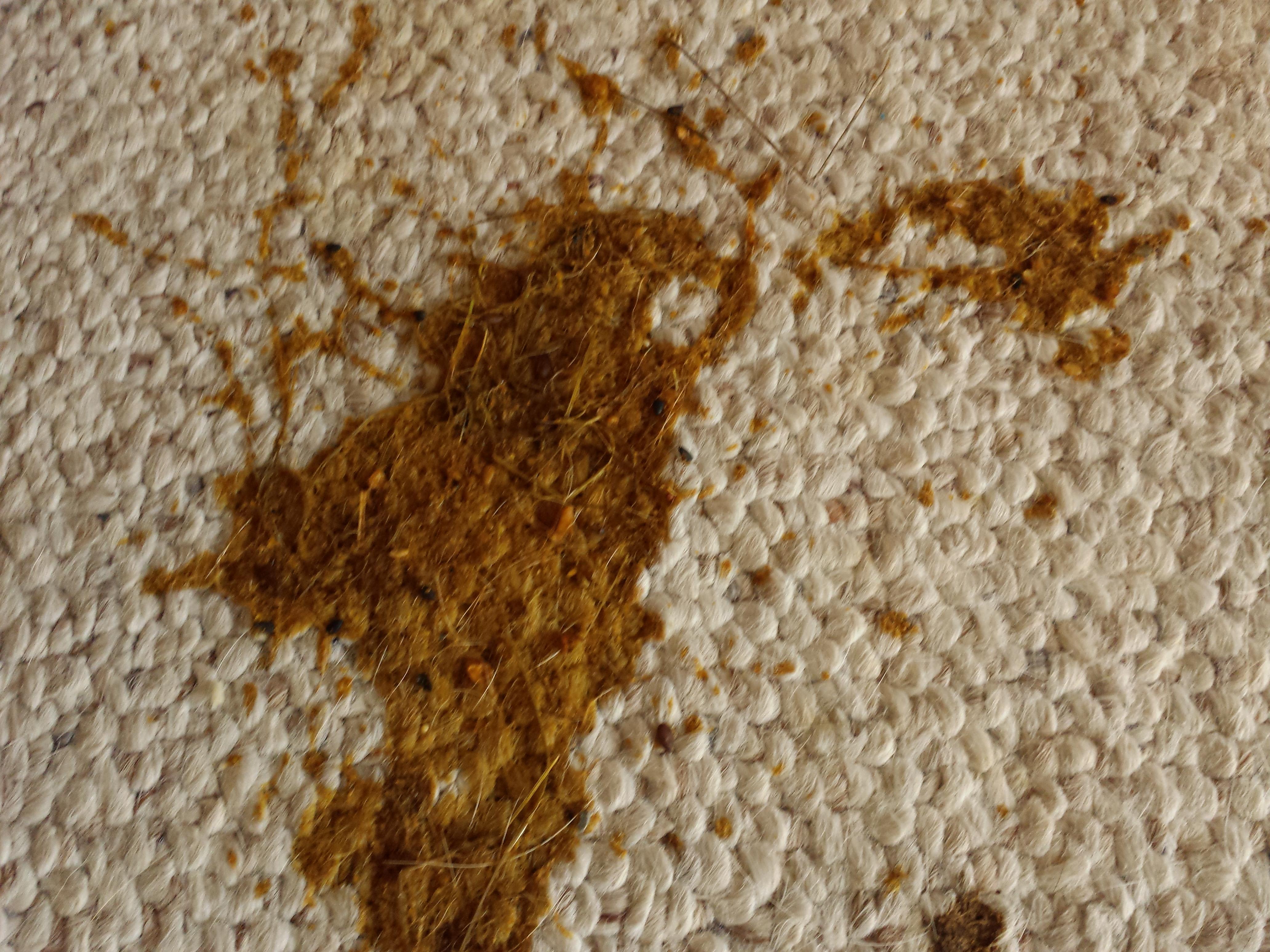 My Dog Has Diarrhea & Vomiting: Is Rice & Ground Beef Okay? | Petco