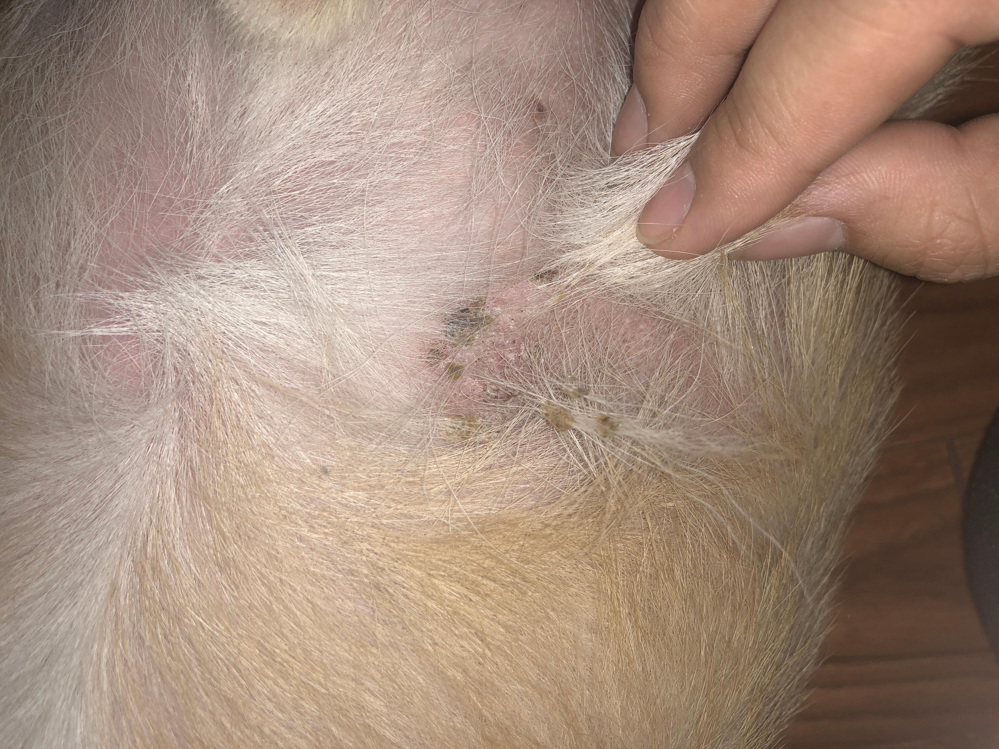 Why does my dog have dry, itchy skin, scabs, and bumps on belly? | Petco