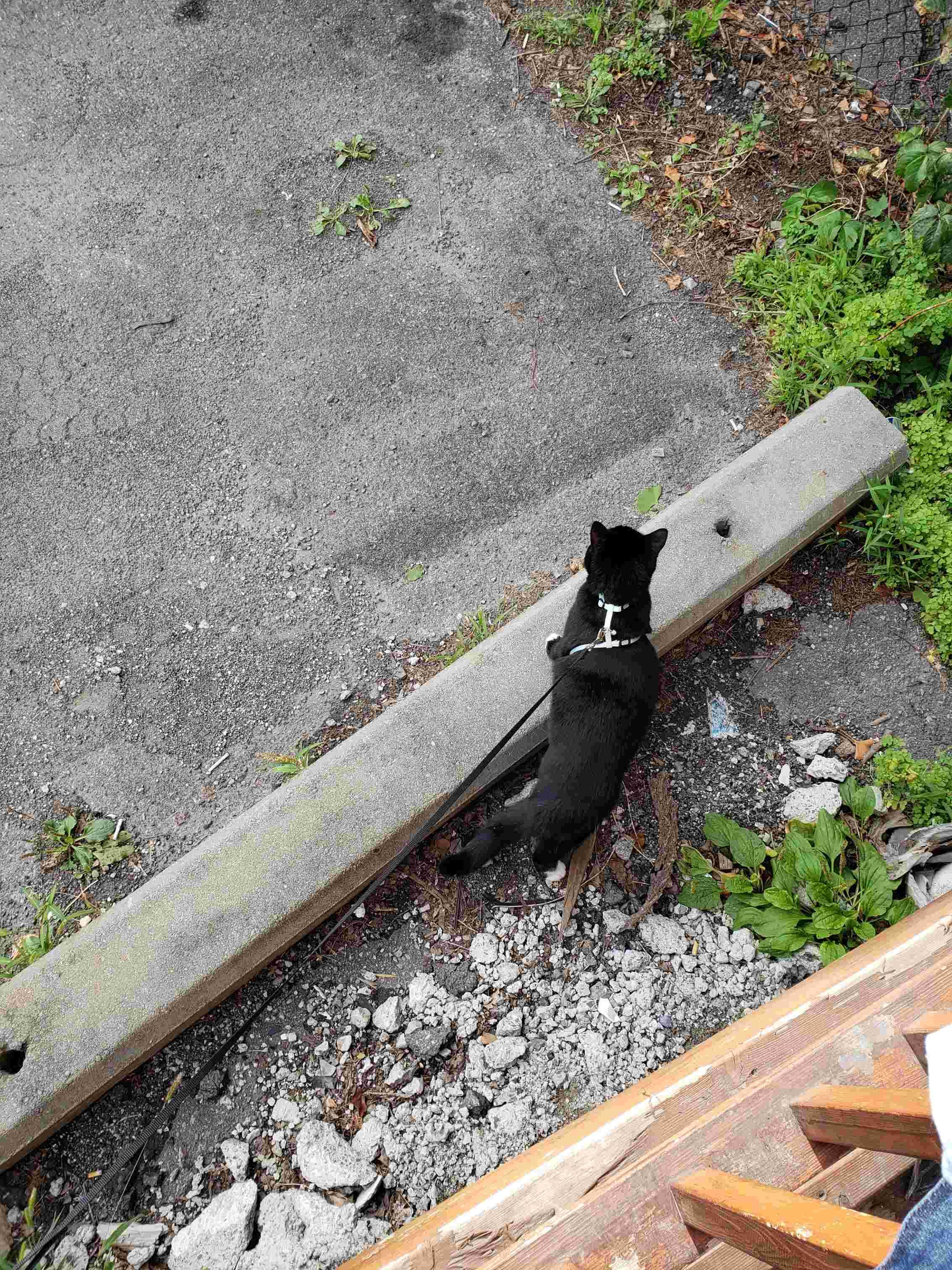 Is leashing my cat on the patio a safe way for her to be outdoors? | Petco