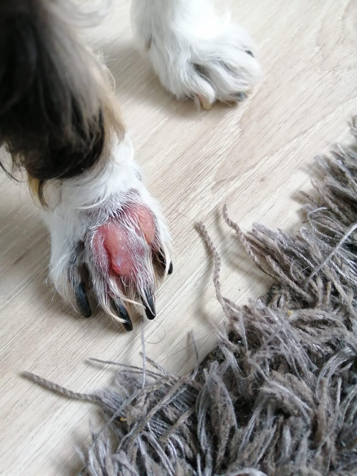 Dog Paw Sore & Licking After Abscess: Infected or Healing? | Petco