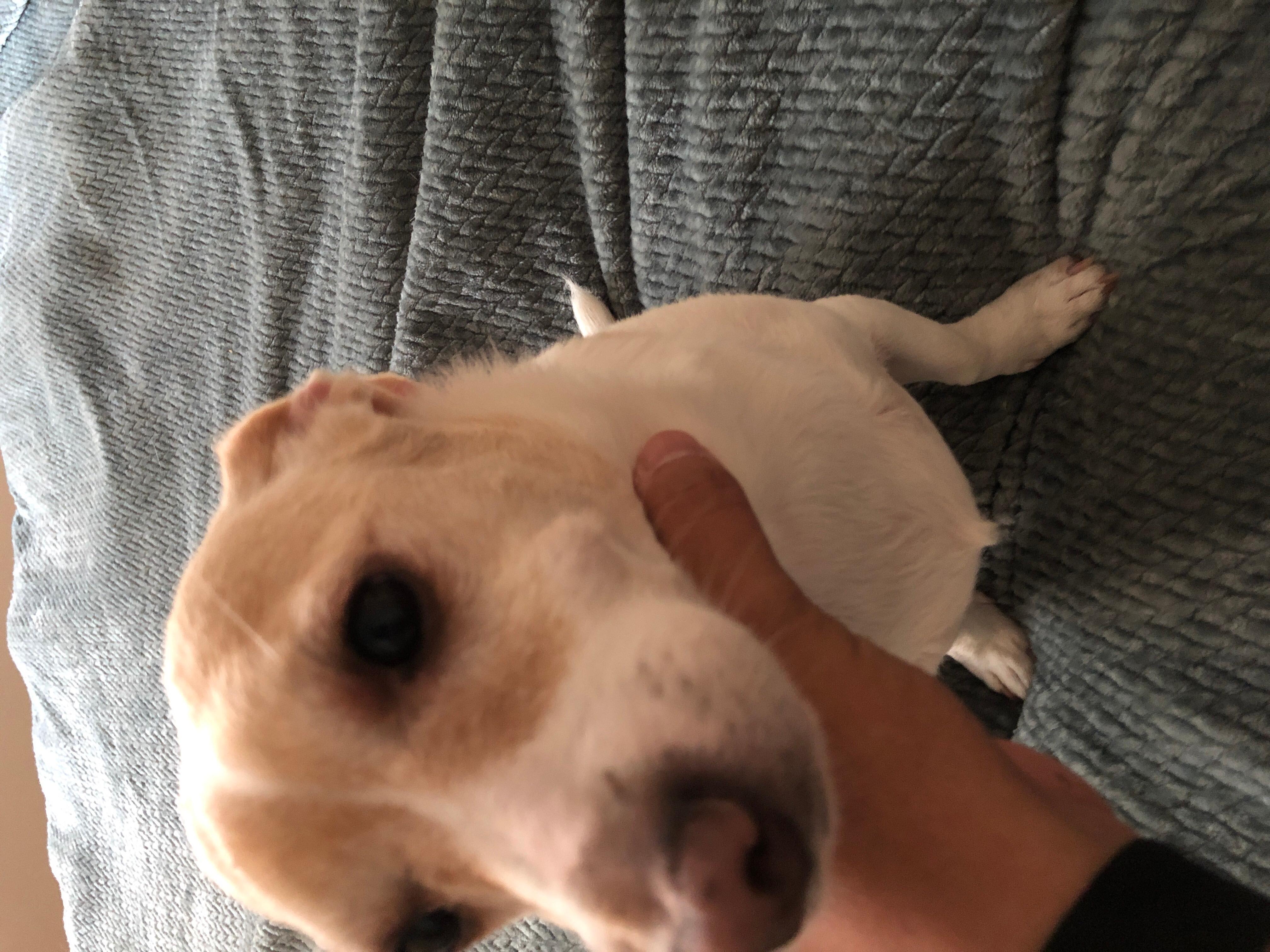 My dog's cheeks are swollen after a walk, is it an allergy? | Petco