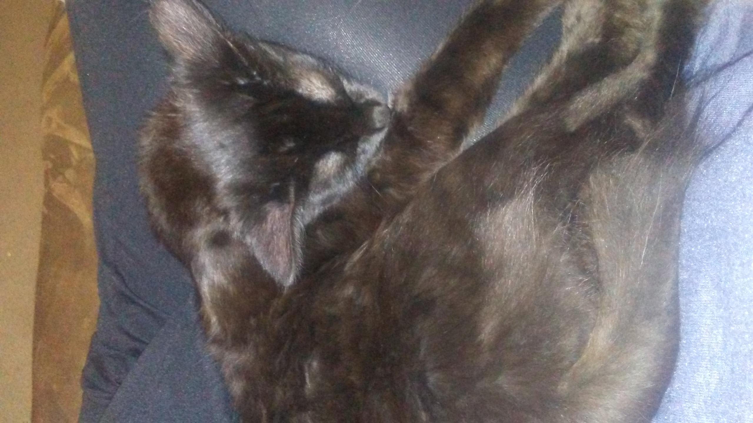 My 4-month-old cat groans in sleep: Dreaming or pain? | Petco