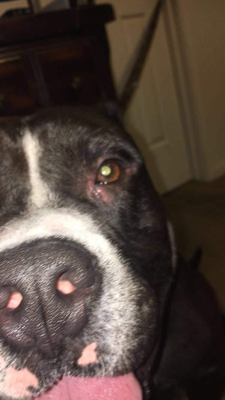Why is my dog's face red, swollen, dry, itchy, and losing fur? | Petco