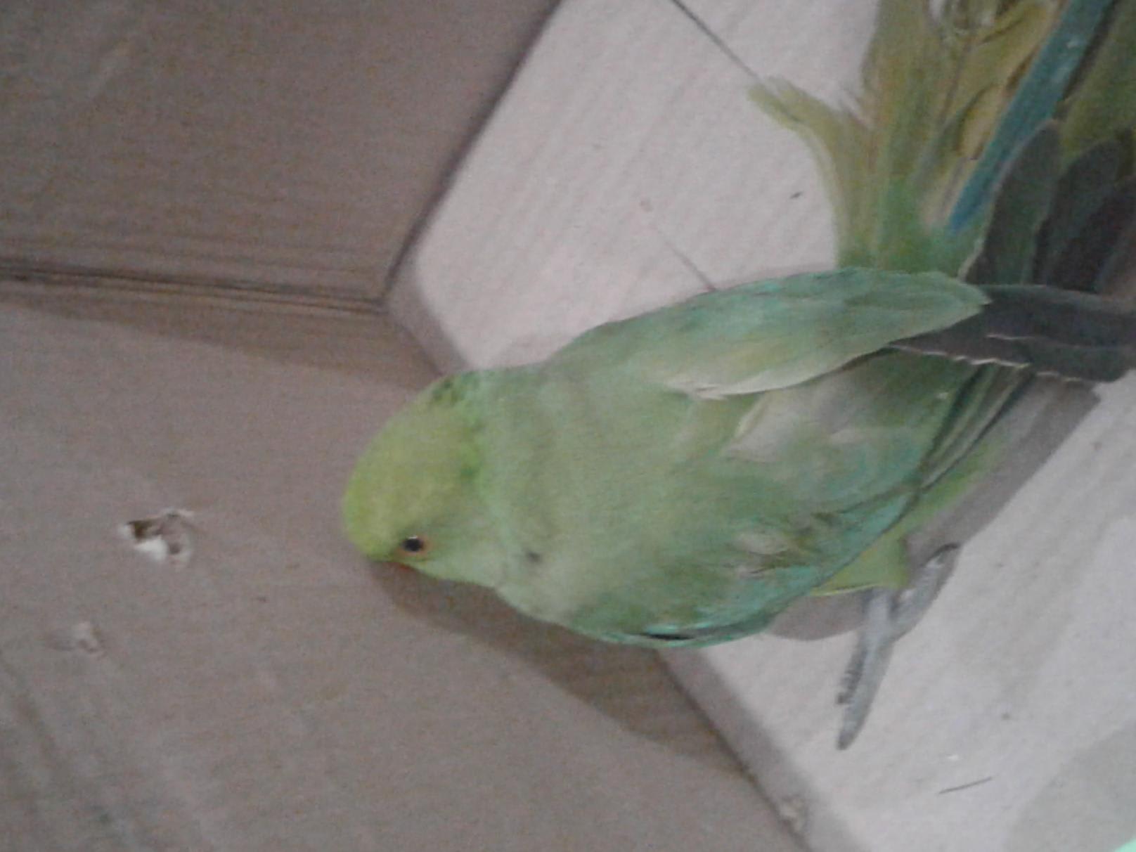My New Parrot Bites Fingers: How to Train It to Stop | Petco