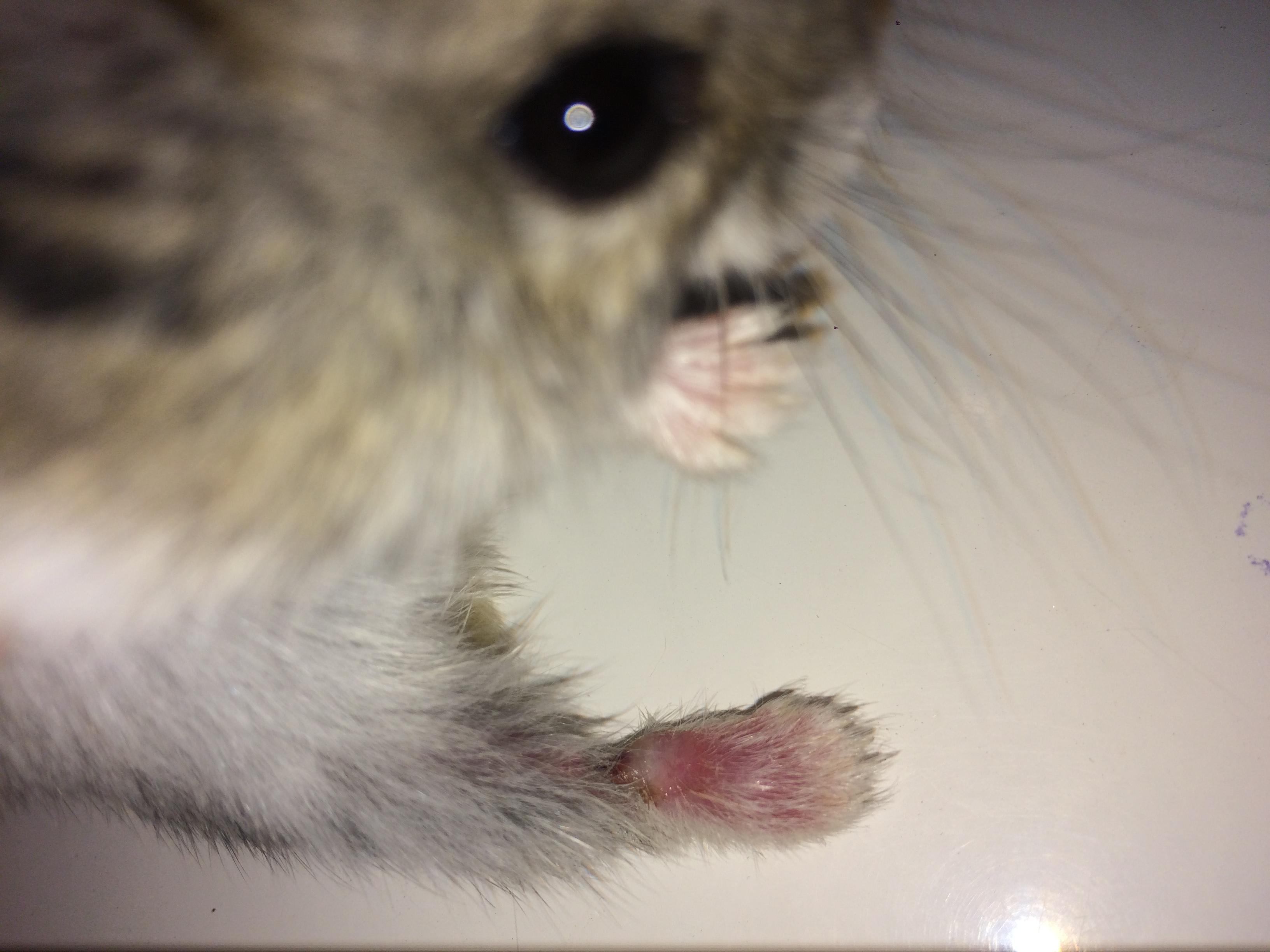 My dwarf hamster's leg is swollen, red, and dragging. What to do? | Petco