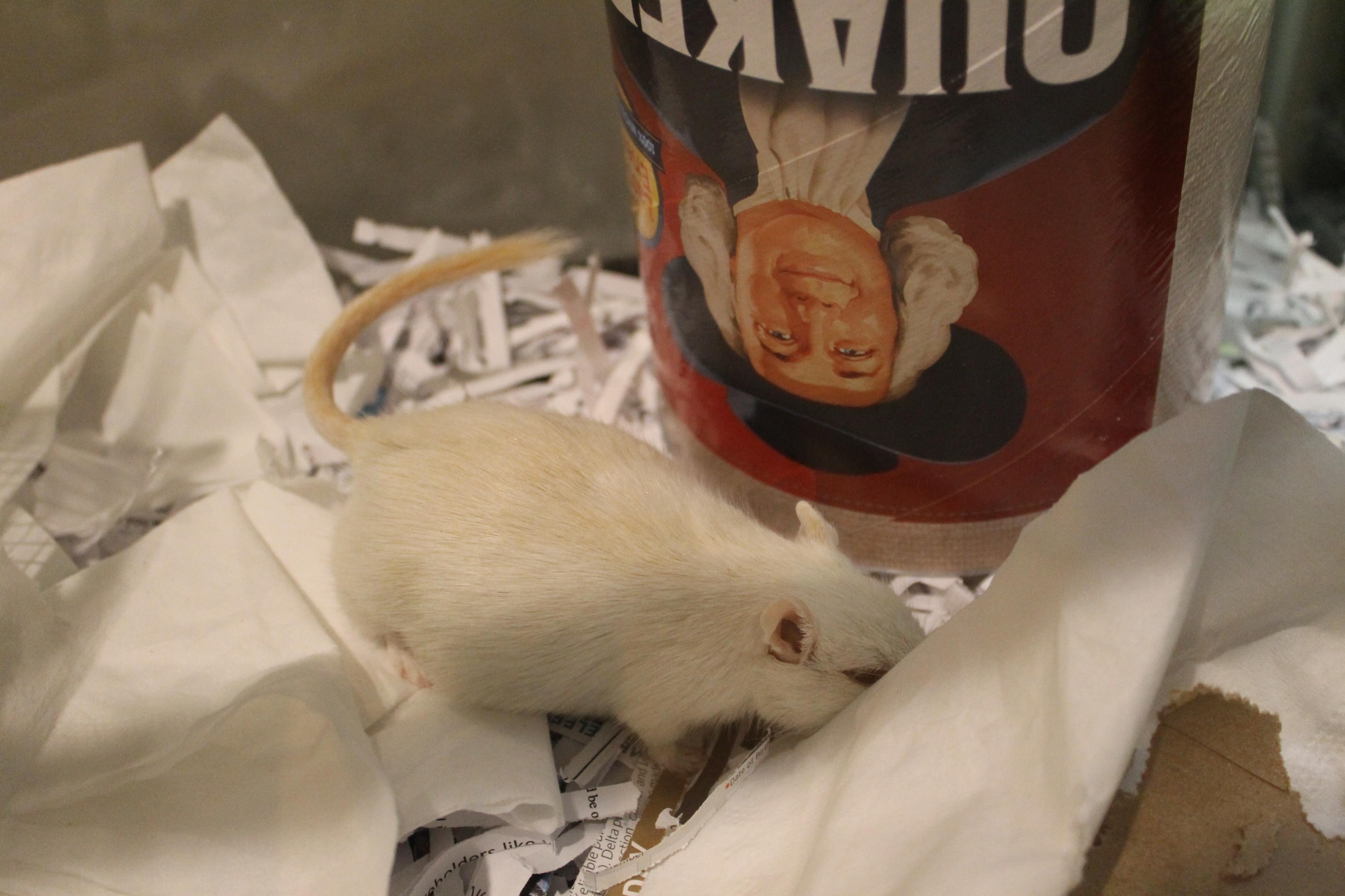 Why is my female gerbil bloated, squeaking, and has eye issues? | Petco
