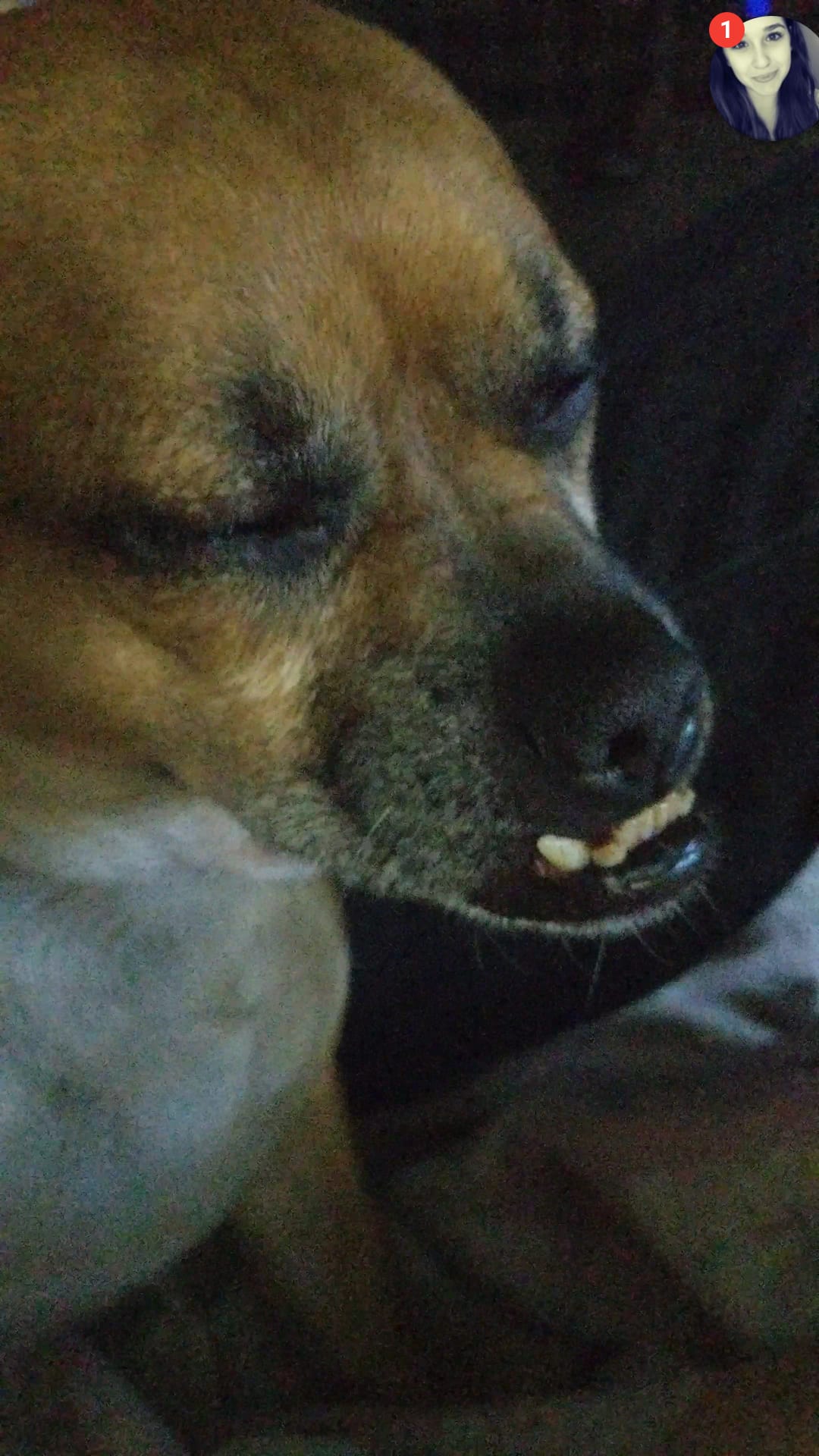 My Dog Has a Lump Under Jaw & Watery Eyes? What to Do? | Petco