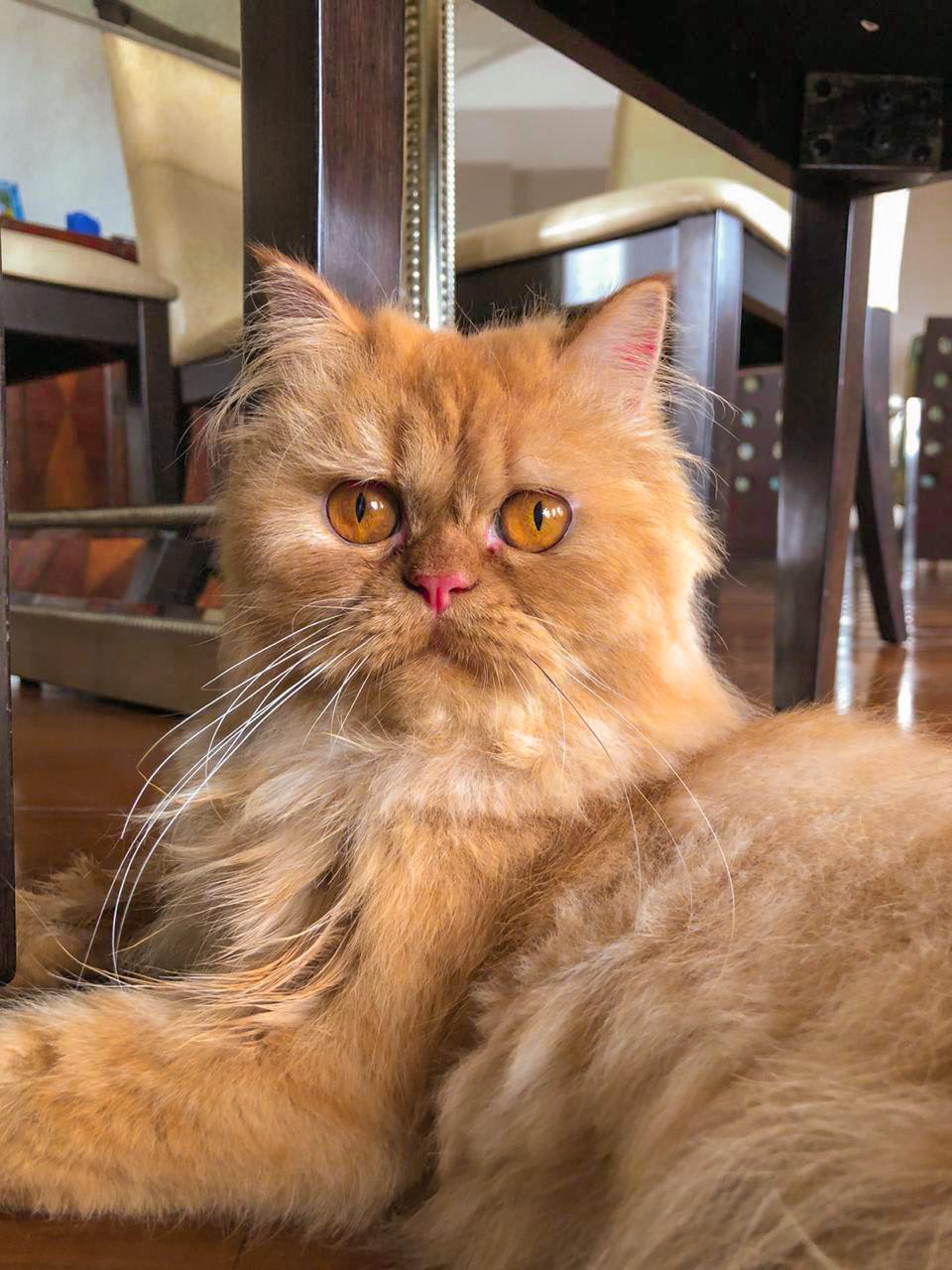 Stubborn Persian Cat Fungus? Is Long-Term Medication Safe? | Petco