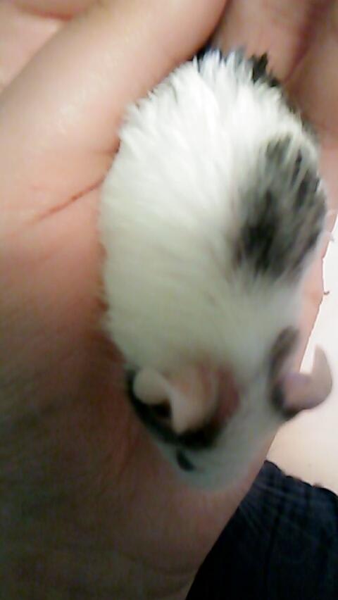 My mouse has a bald spot behind her ear, what should I do? | Petco