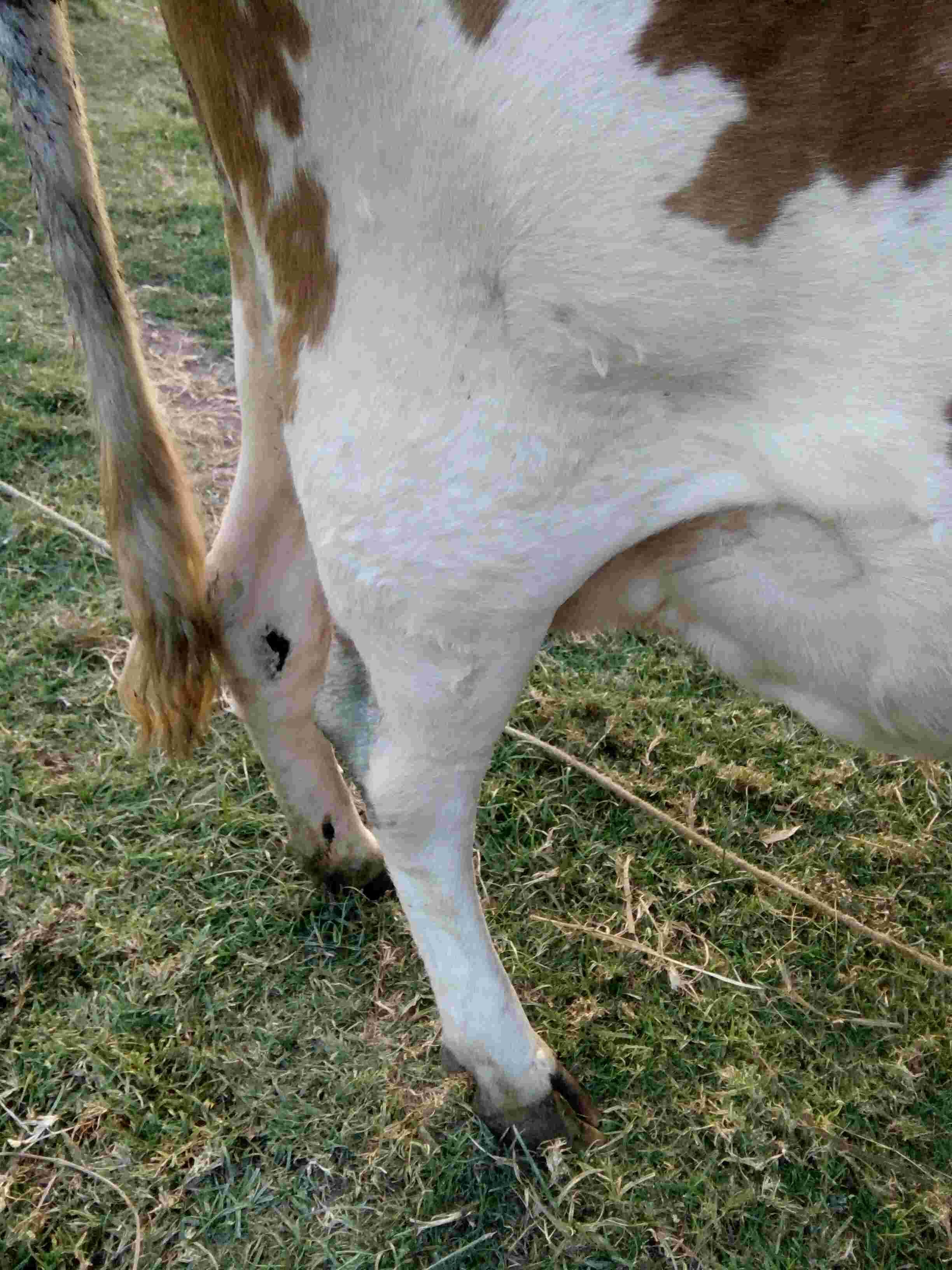 Help! My cow's injection site swollen, not eating, less milk? | Petco