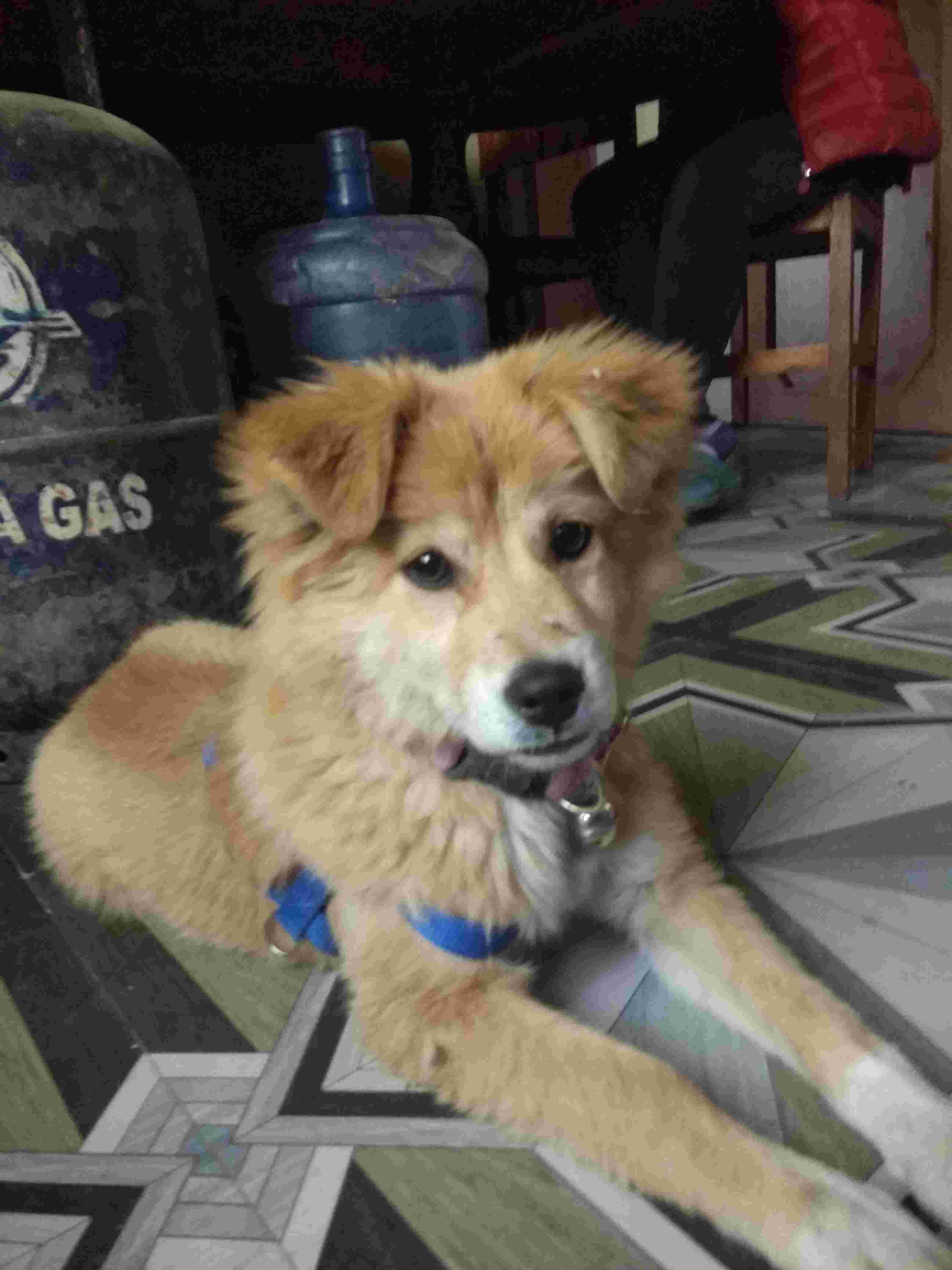 Puppy Teeth Growing? How to Know Your Adopted Puppy's Age & Breed | Petco