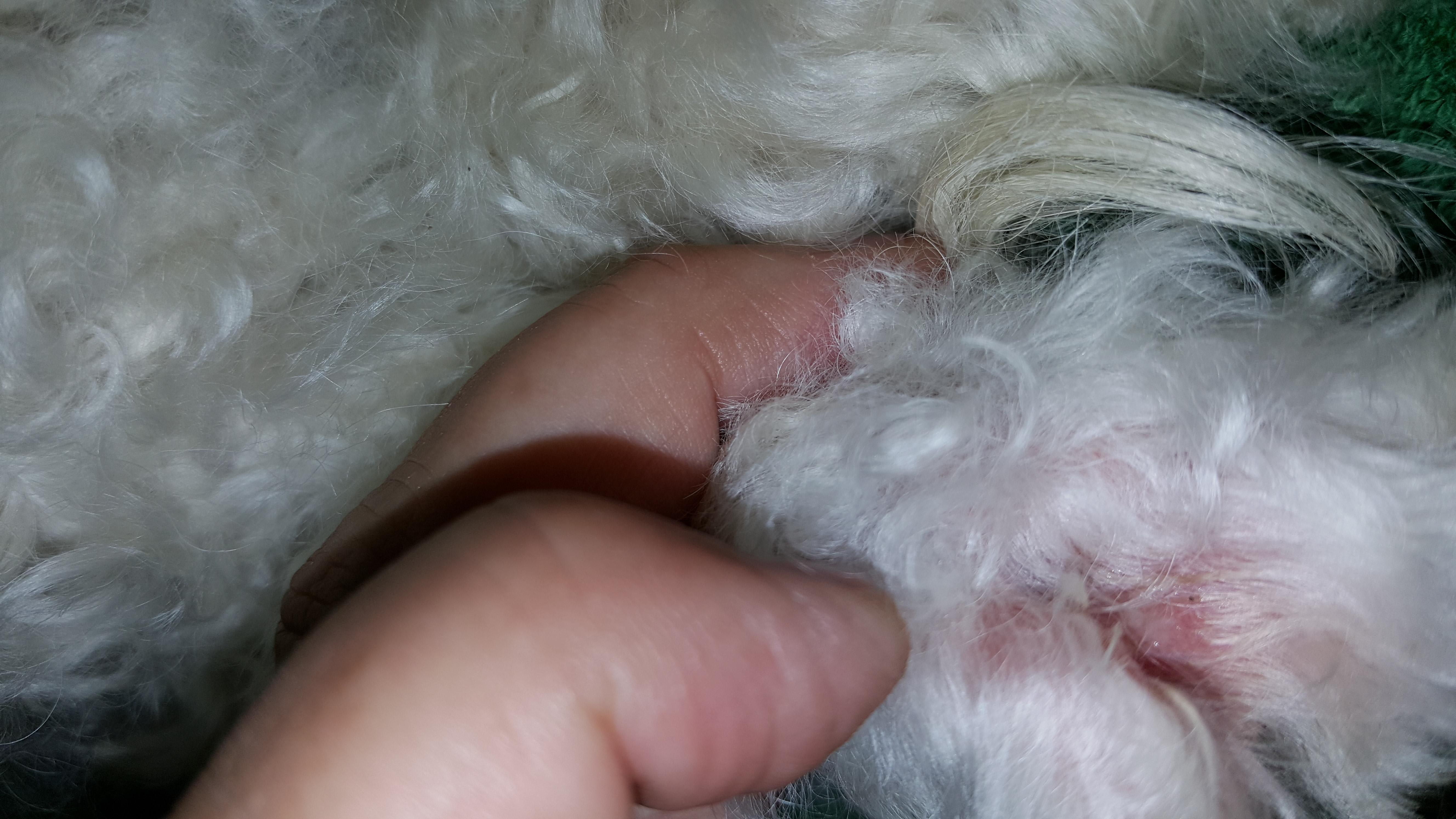 My Dog's Paw is Red Between Toes: Nystatin or Home Remedies? | Petco
