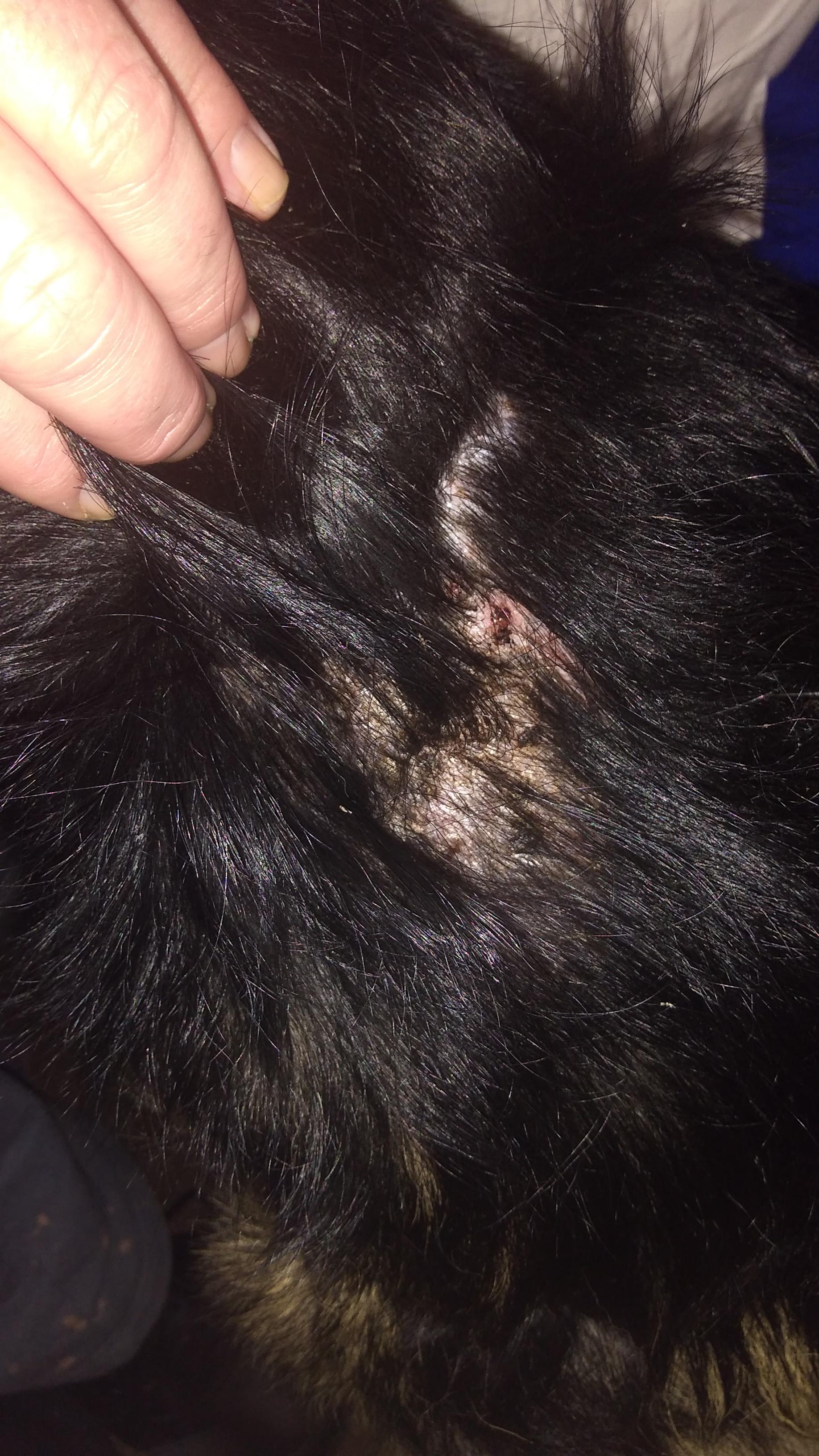 My dog bites back, has dry, red, flaky skin. What to do? | Petco