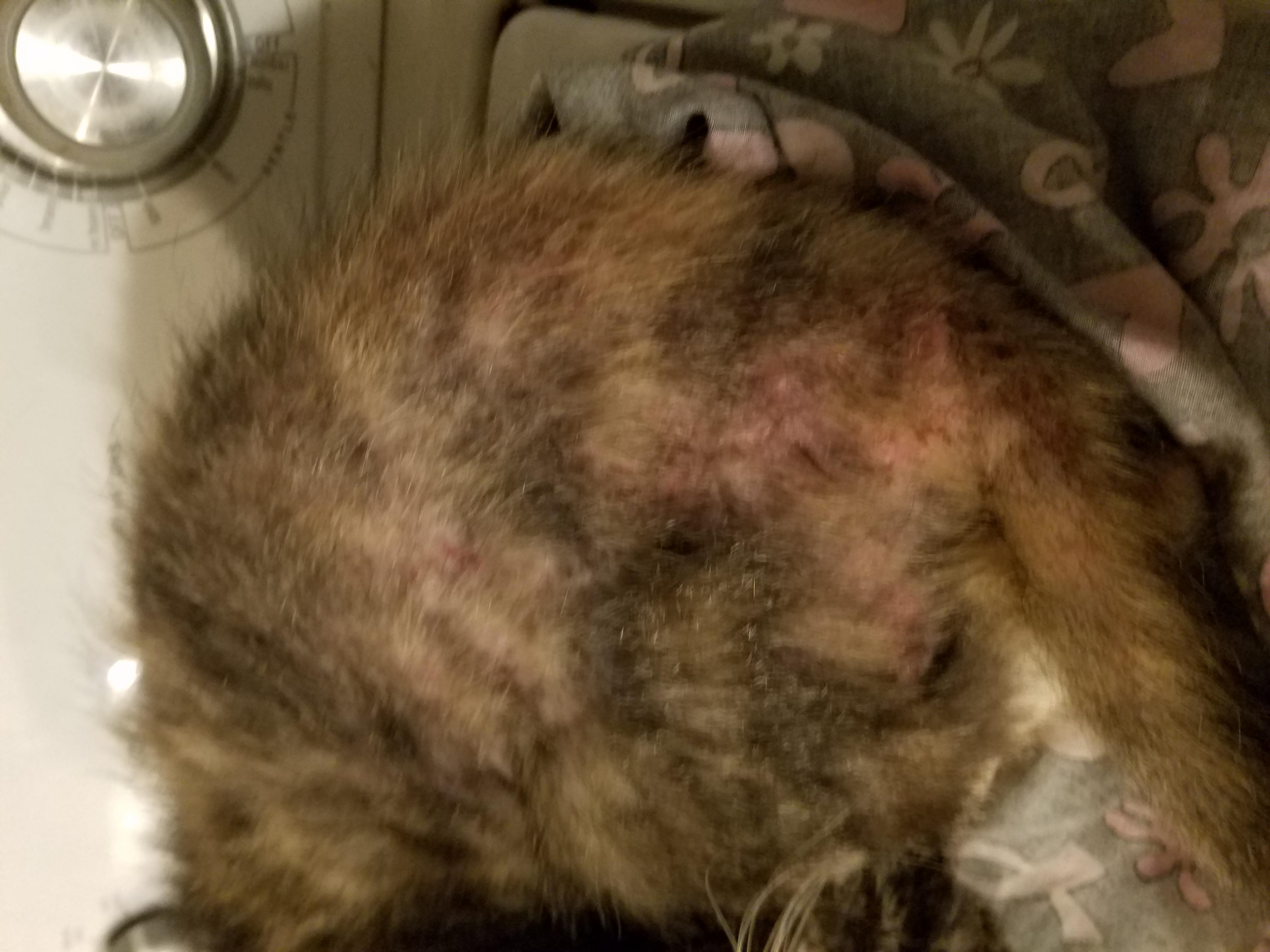 Why is my cat losing hair, scabs, swollen belly, and vomiting? | Petco