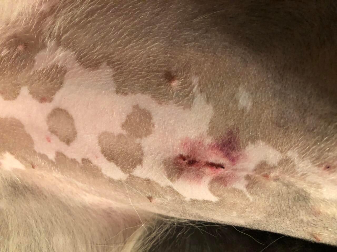 Is your dog's spay incision red? Learn about infection signs | Petco