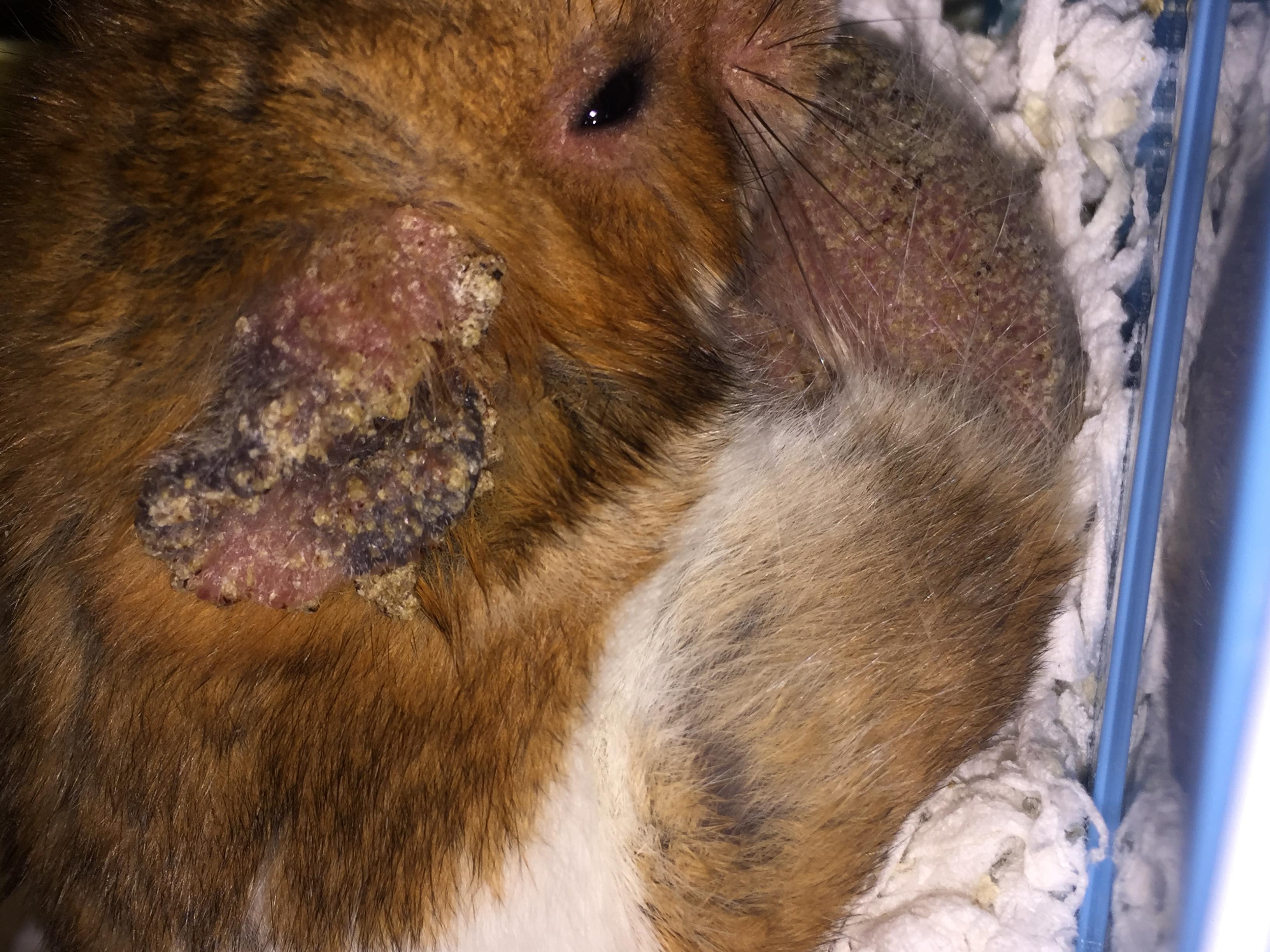 My Hamster is Sick & Not Improving: What Treatment is Needed? | Petco